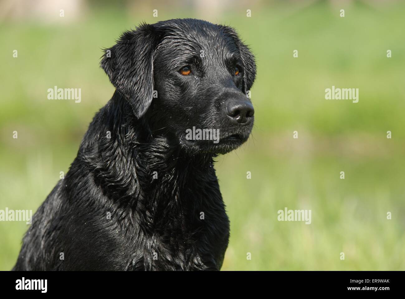 Labrador Retriever Portrait Stock Photo - Alamy