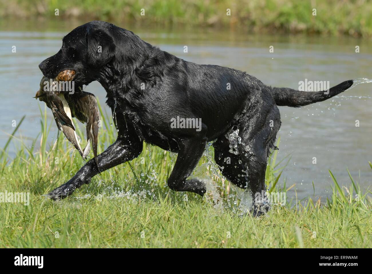 retrieving Labrador Retriever Stock Photo - Alamy