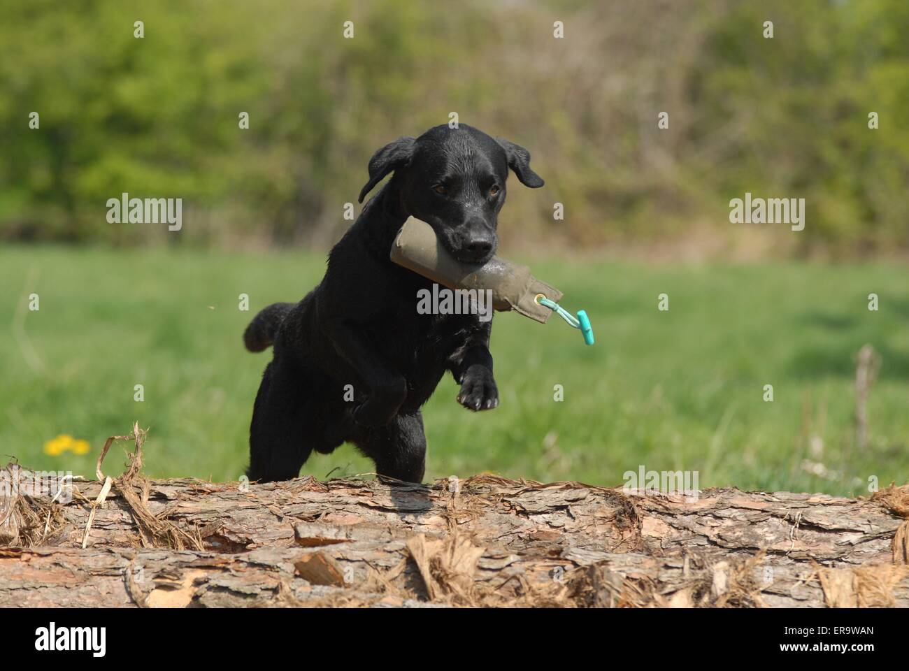 playing Labrador Retriever Stock Photo - Alamy