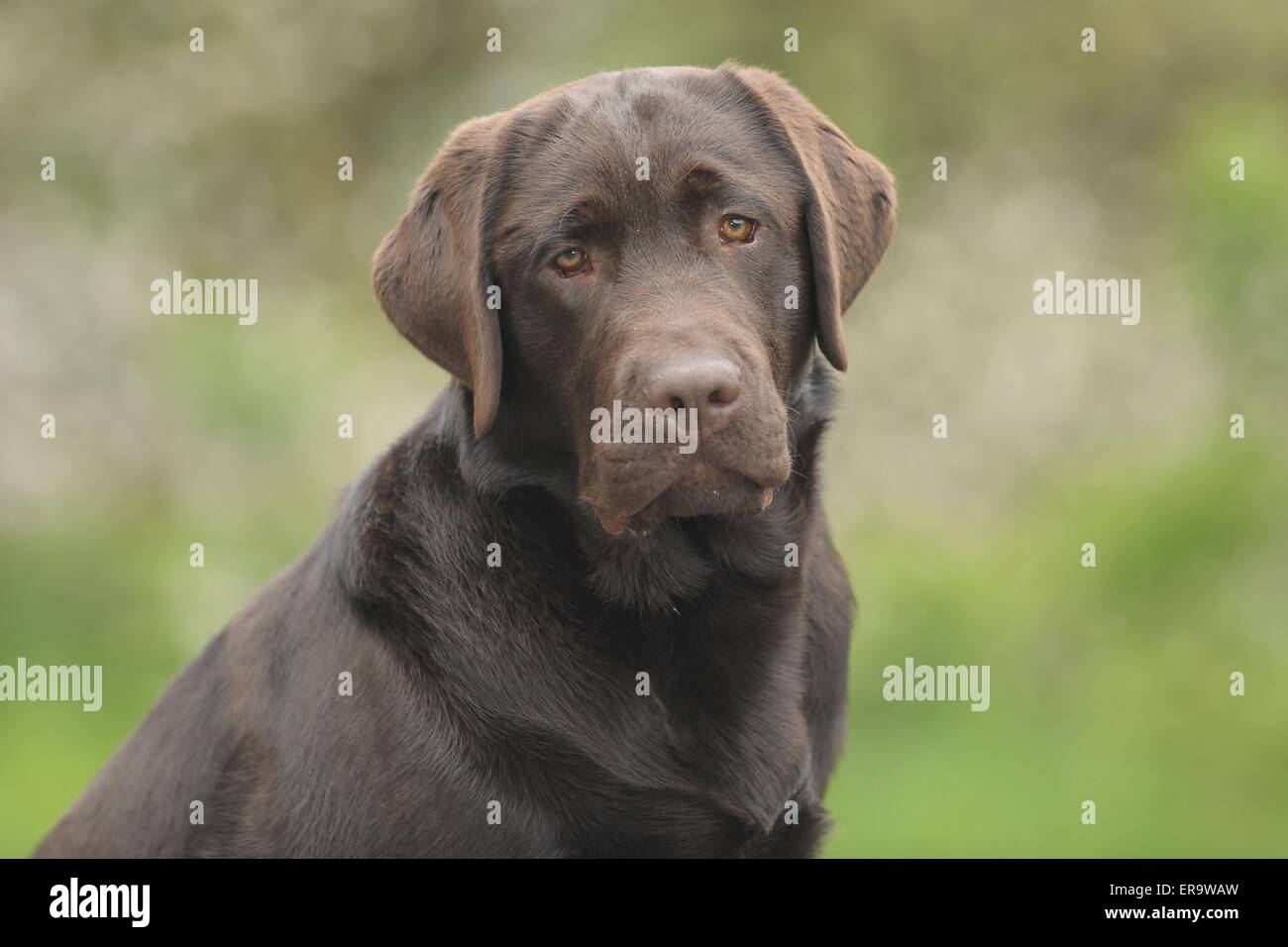 Labrador Retriever Portrait Stock Photo - Alamy