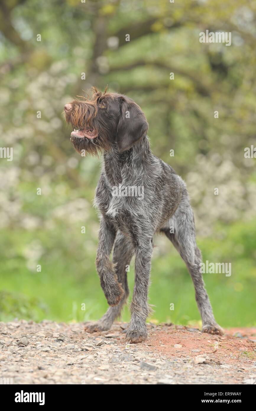 German wirehaired Pointer Stock Photo - Alamy