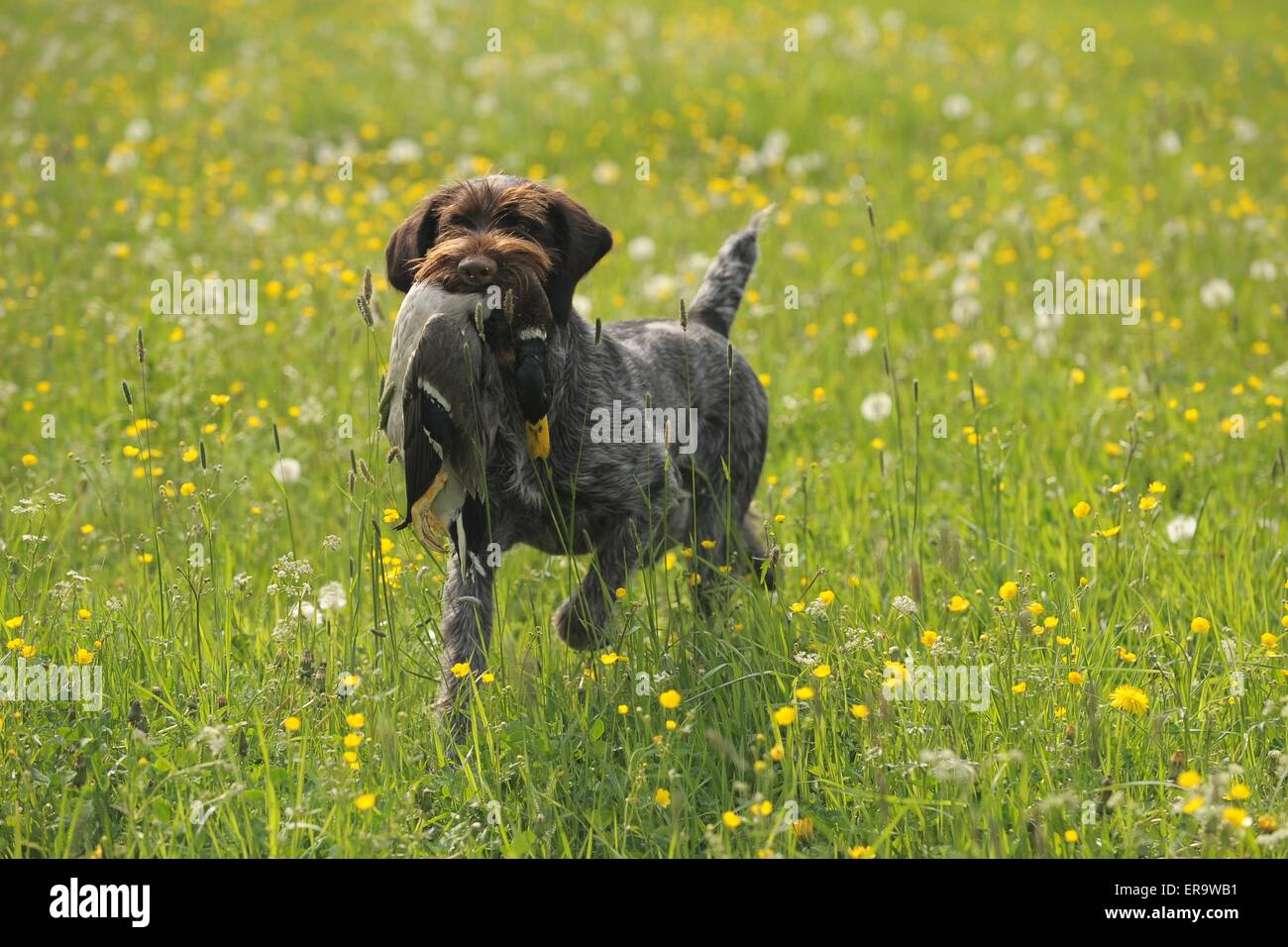 German wire haired pointers hi-res stock photography and images - Alamy