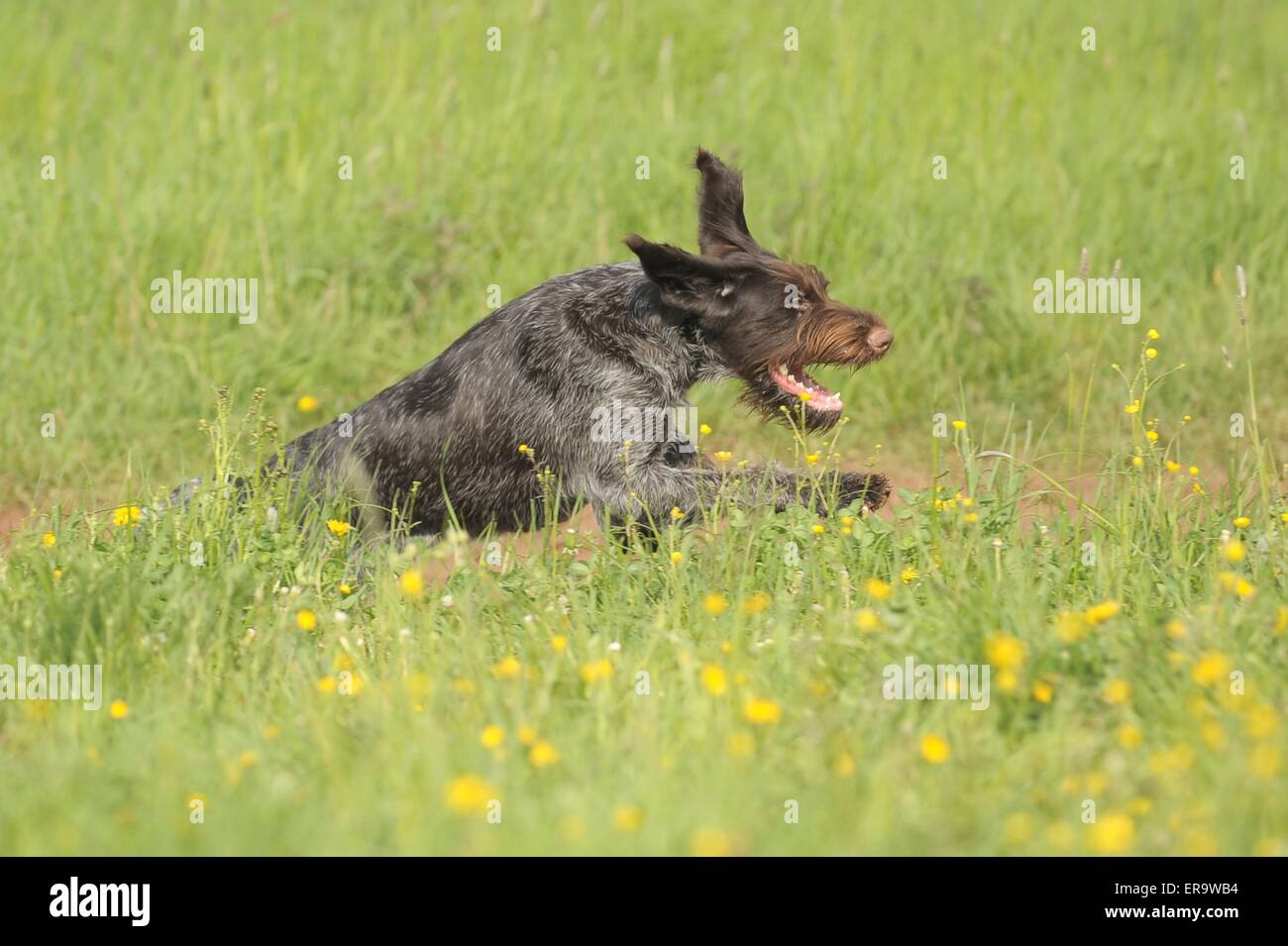 running German wirehaired Pointer Stock Photo - Alamy