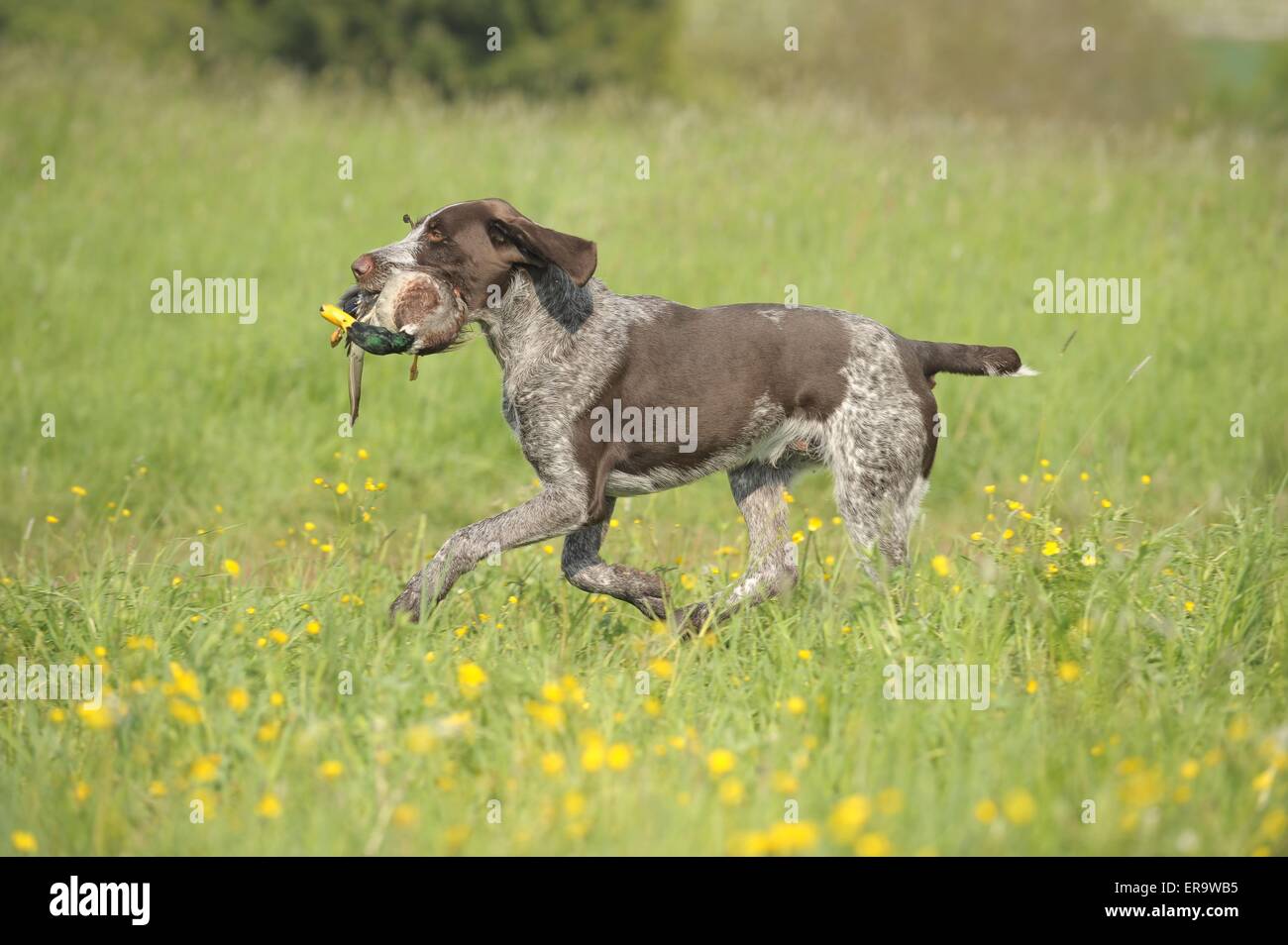 hunting with German wirehaired Pointer Stock Photo - Alamy