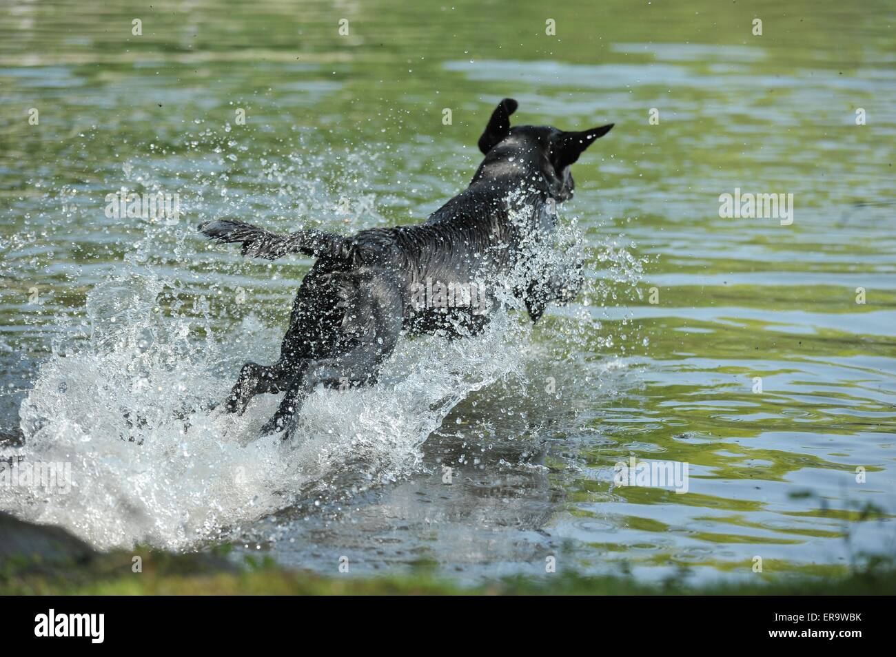 Black labrador running rear view hi-res stock photography and images ...