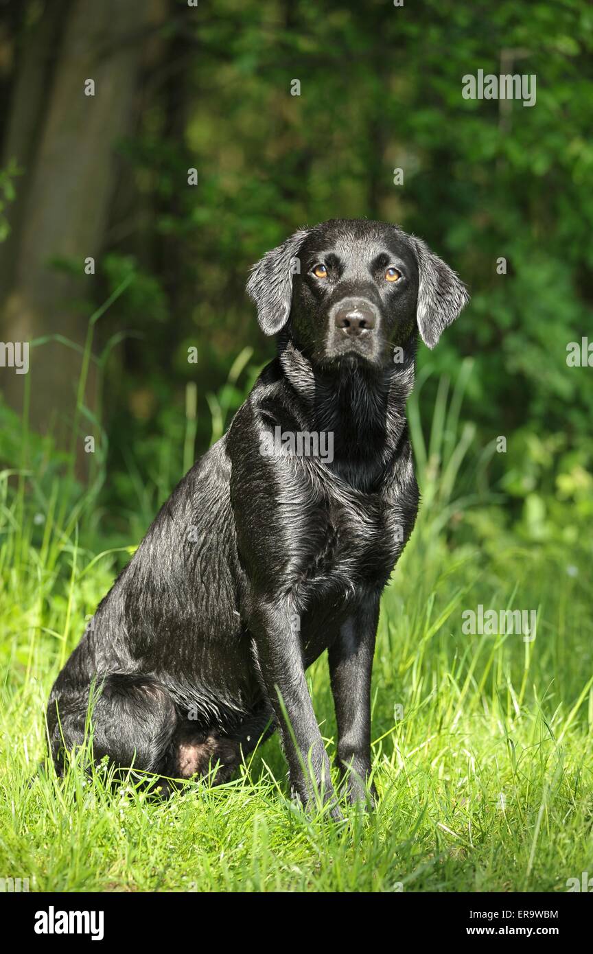 Labrador retrievers sitting side side hi-res stock photography and ...