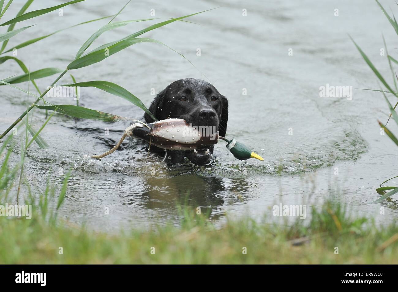 retrieving Labrador Retriever Stock Photo - Alamy