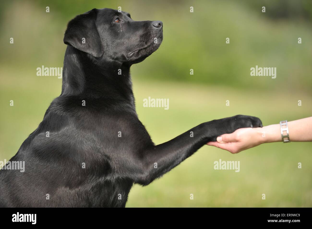 Labrador Retriever gives paw Stock Photo - Alamy