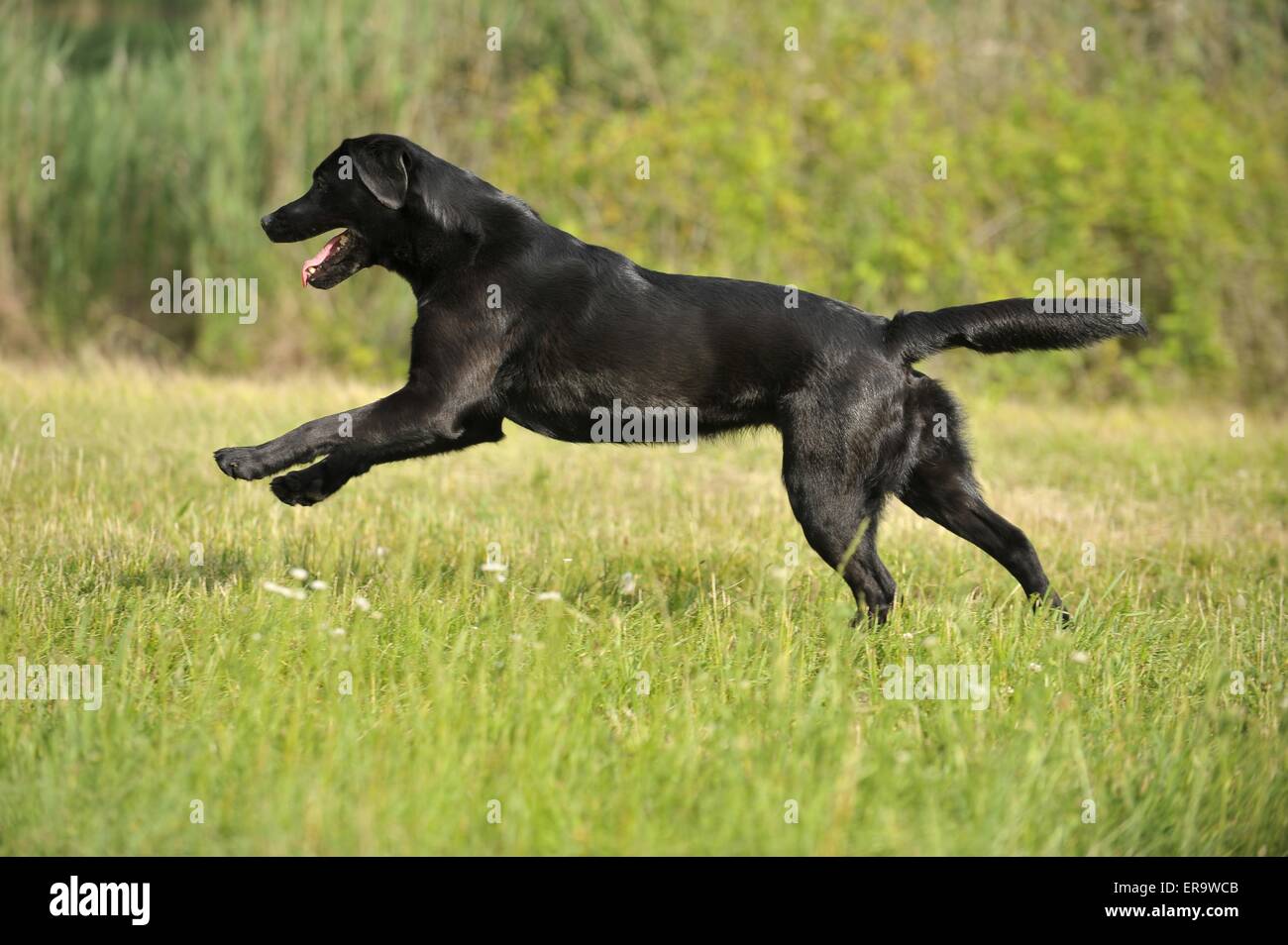 running Labrador Retriever Stock Photo - Alamy