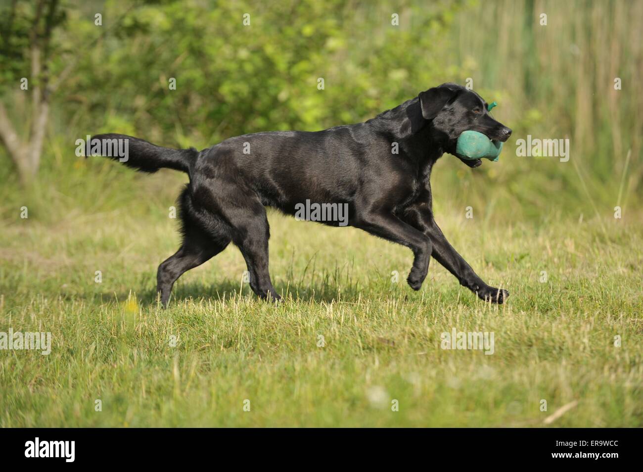 retrieving Labrador Retriever Stock Photo - Alamy
