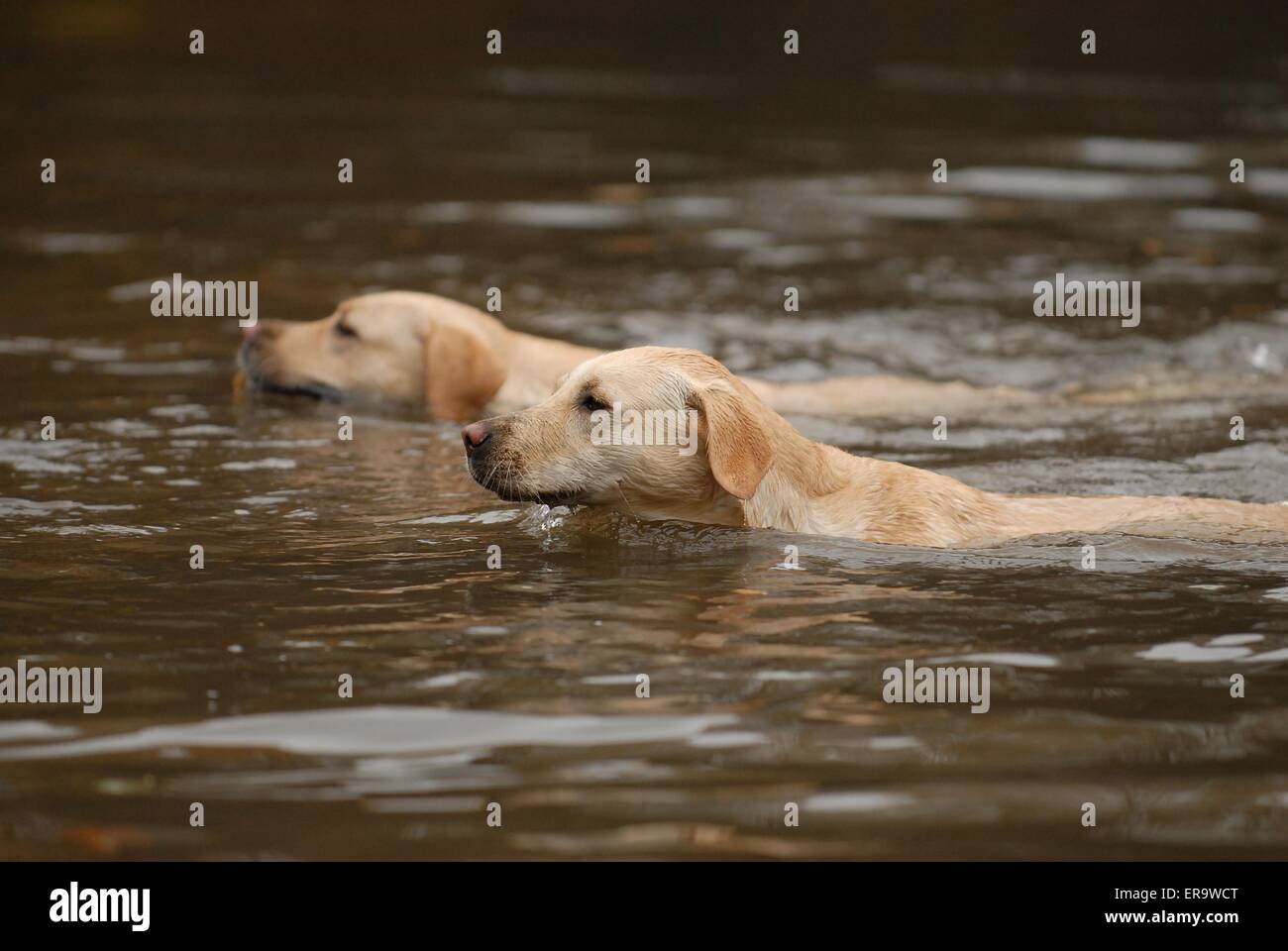 swimming Labrador Retriever Stock Photo - Alamy