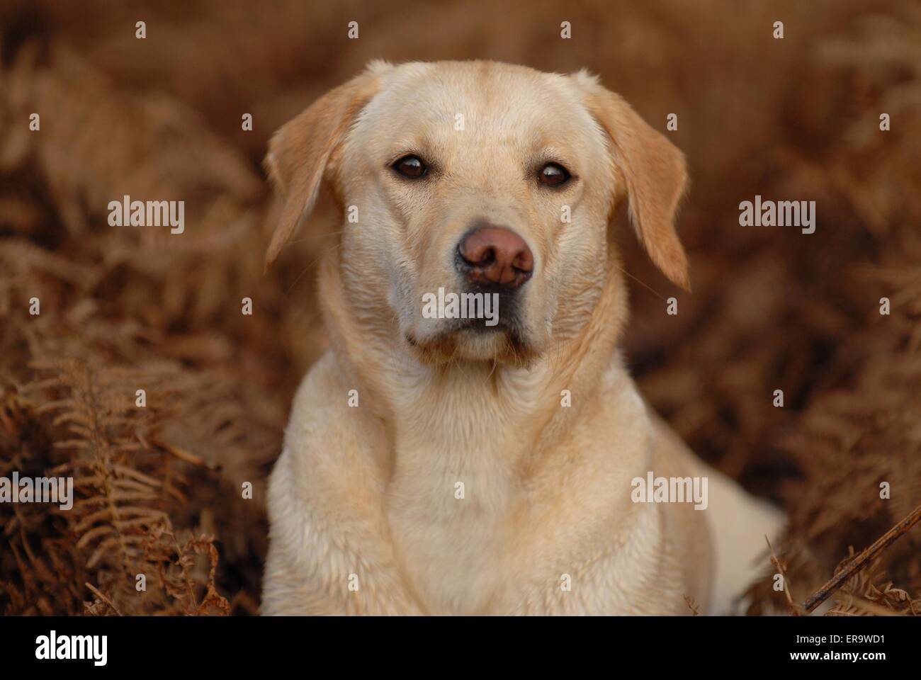 Labrador Retriever Portrait Stock Photo - Alamy