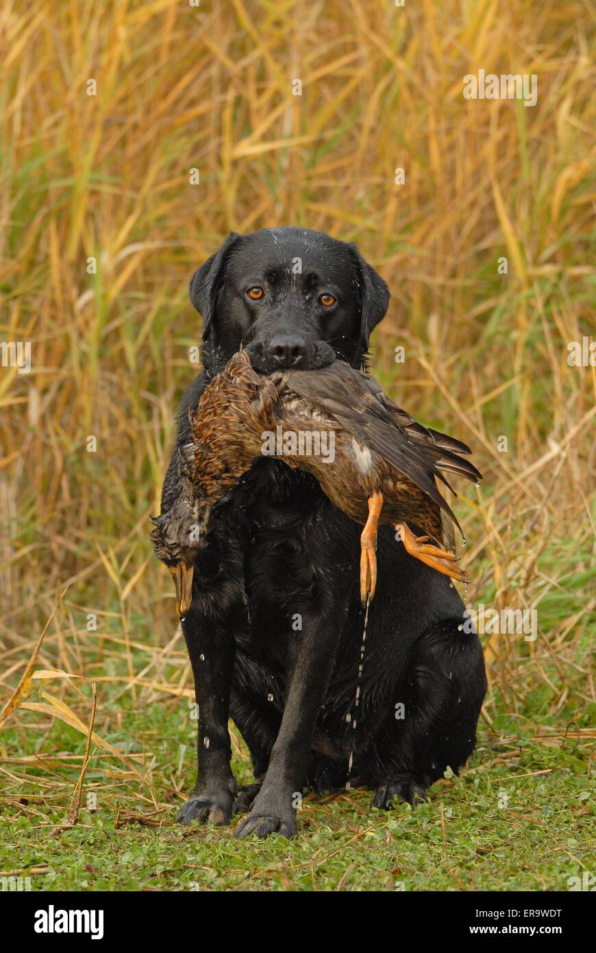 Labrador retriever with duck hi-res stock photography and images - Alamy