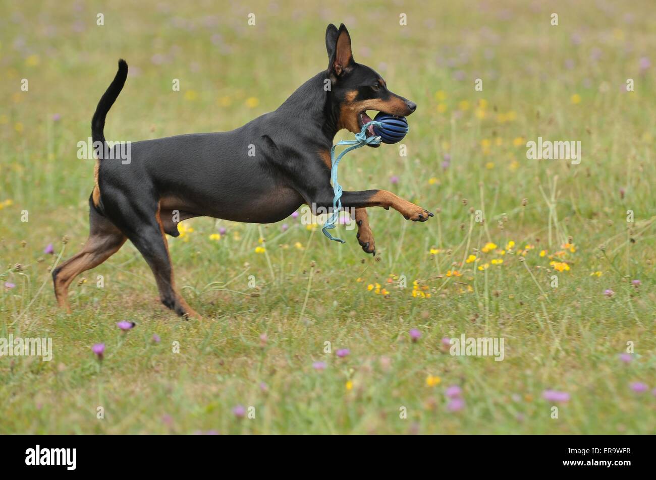 running miniature pinscher Stock Photo - Alamy