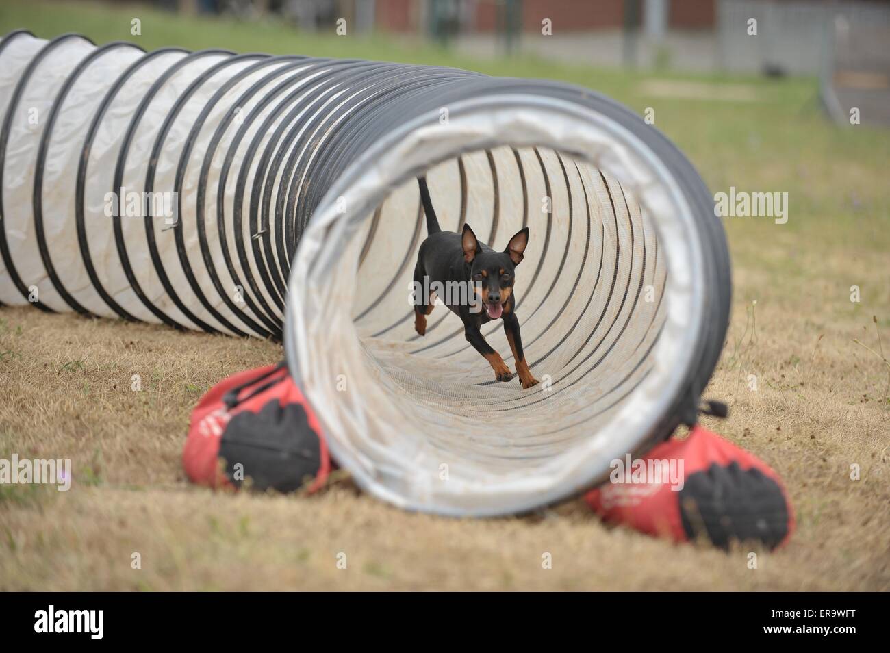 running miniature pinscher Stock Photo - Alamy