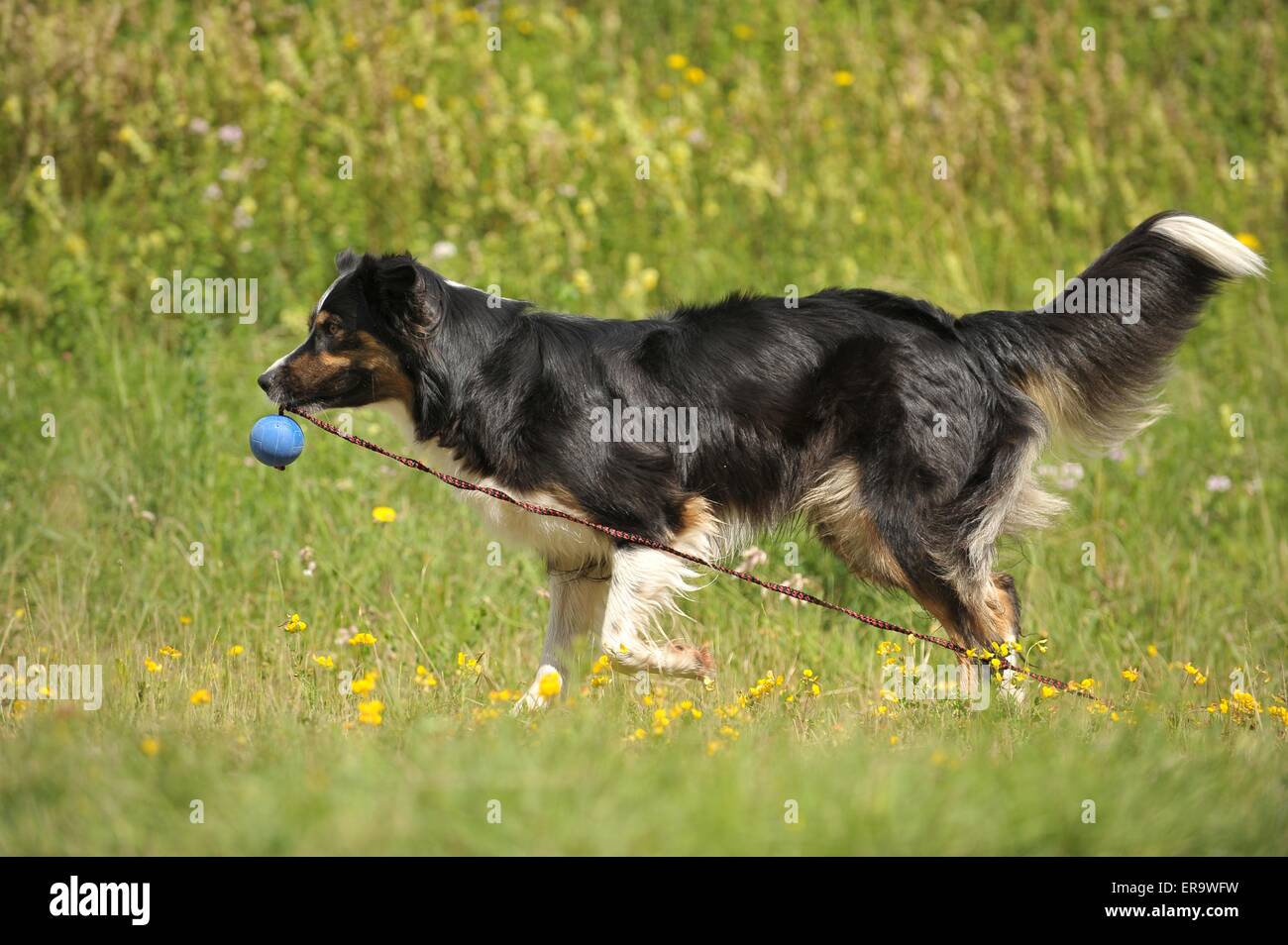 playing Australian Shepherd Stock Photo - Alamy