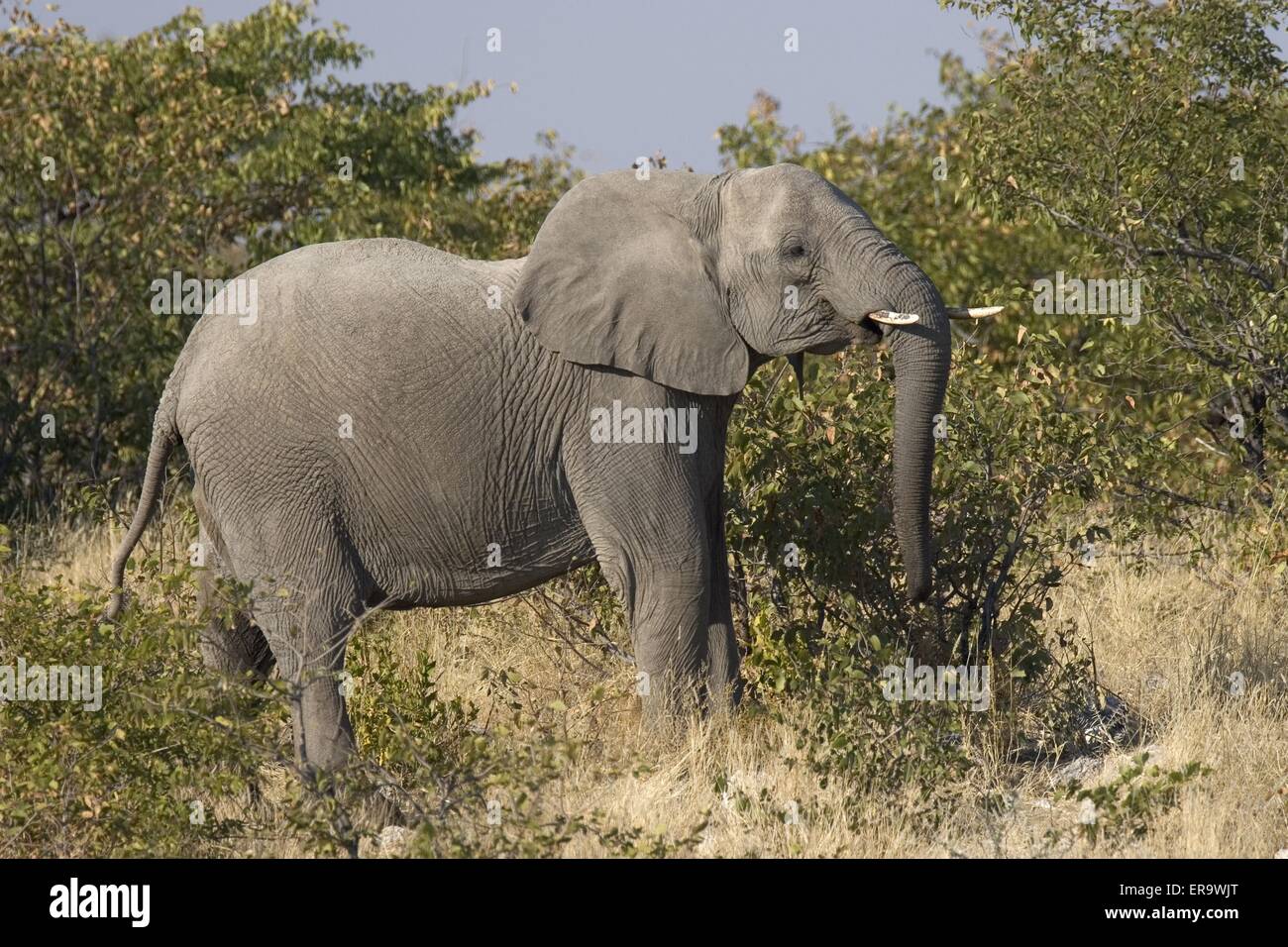 Standing elephant hi-res stock photography and images - Alamy