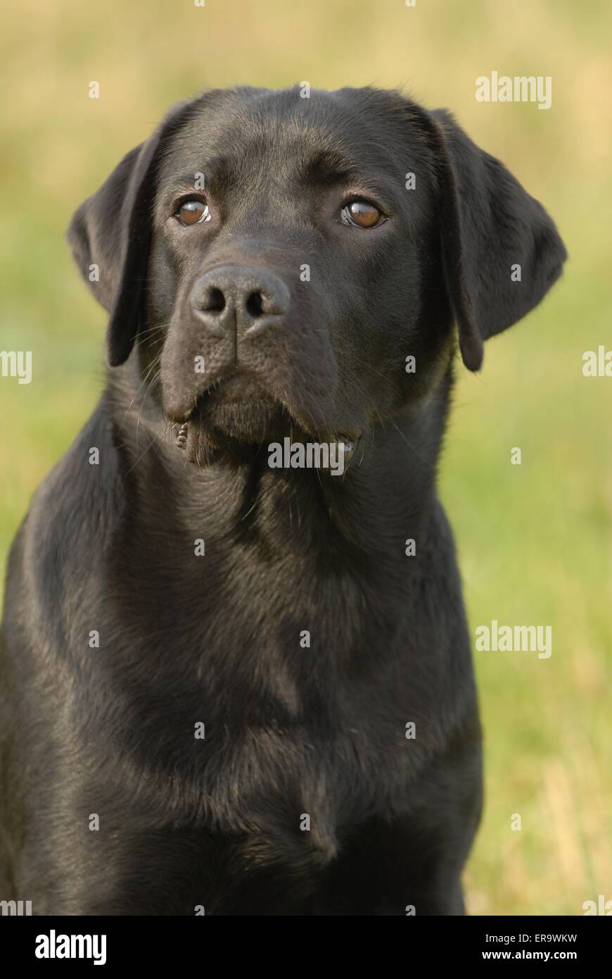 Labrador Retriever Portrait Stock Photo - Alamy