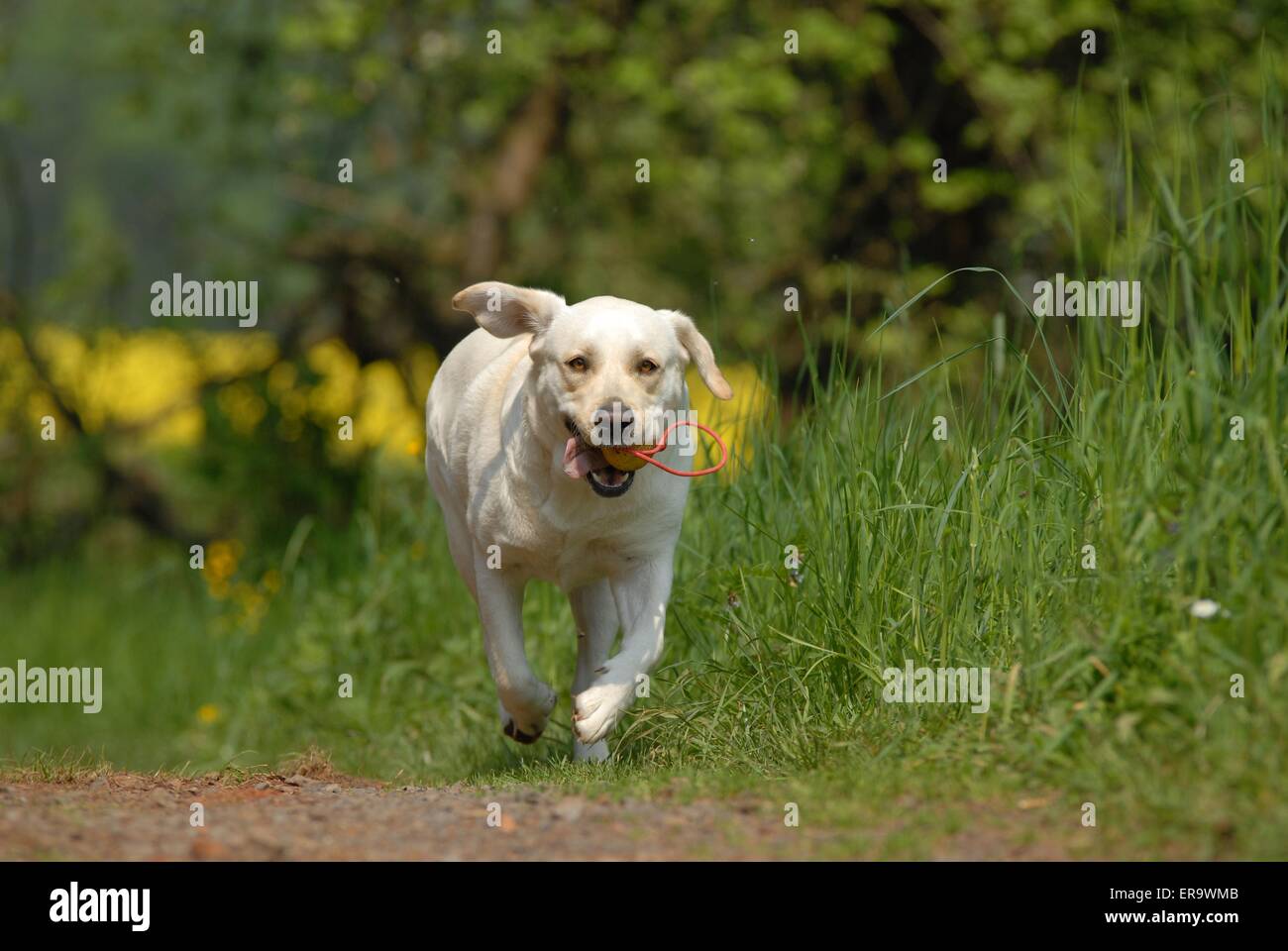 playing Labrador Retriever Stock Photo - Alamy