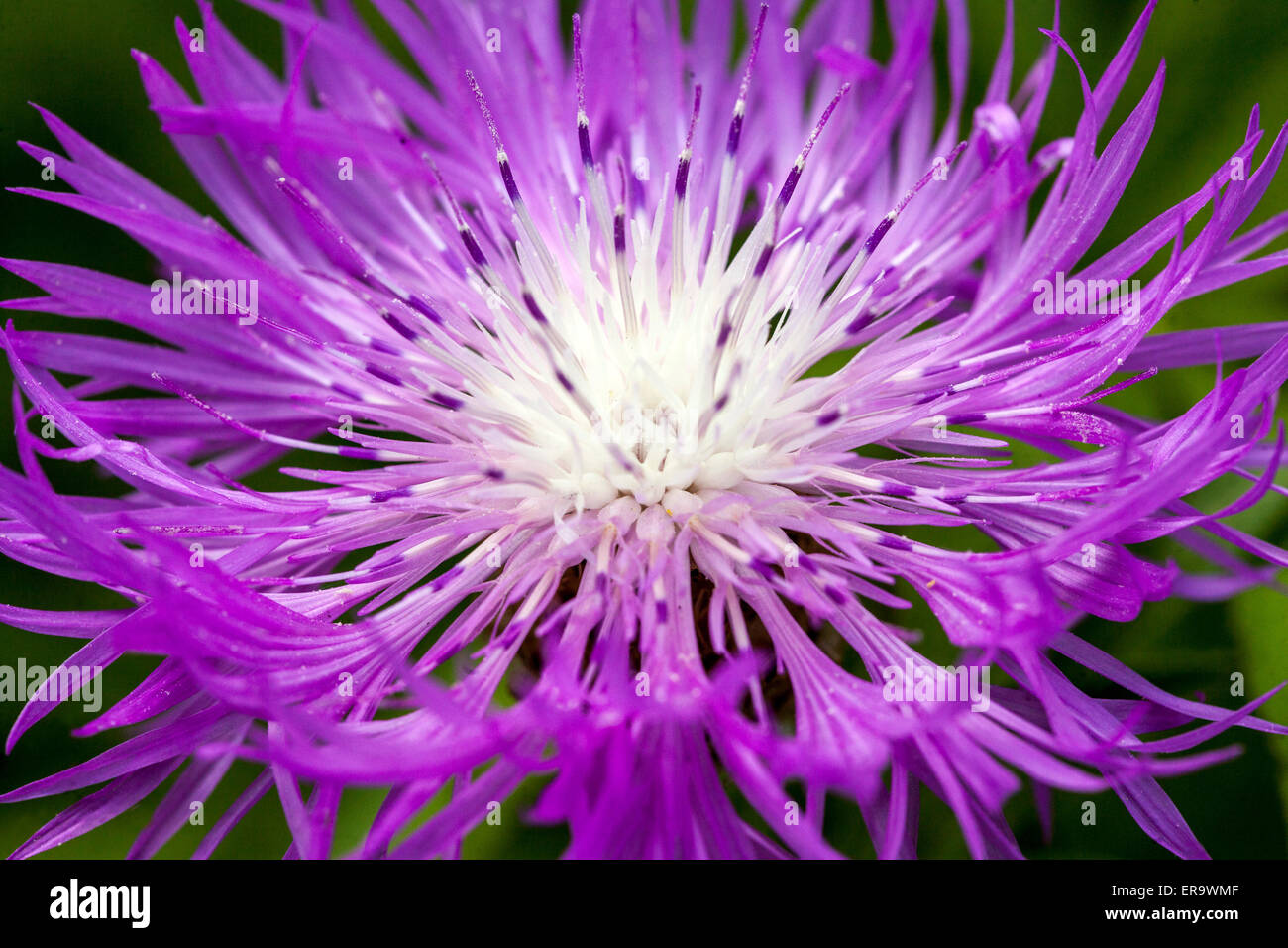 Centaurea dealbata, Persian Cornflower pink close-up flower Stock Photo ...