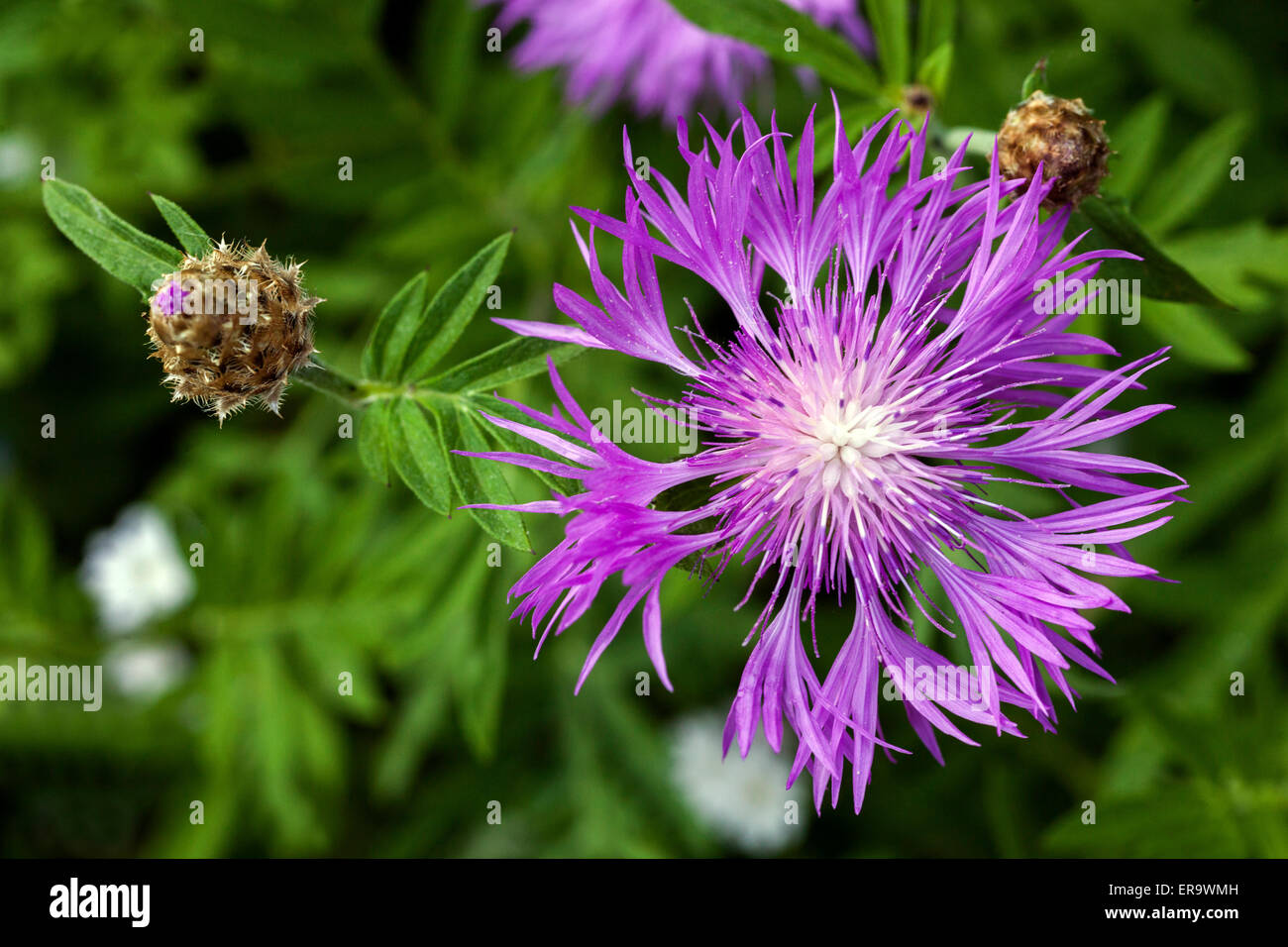 Centaurea dealbata, Persian Cornflower Stock Photo - Alamy