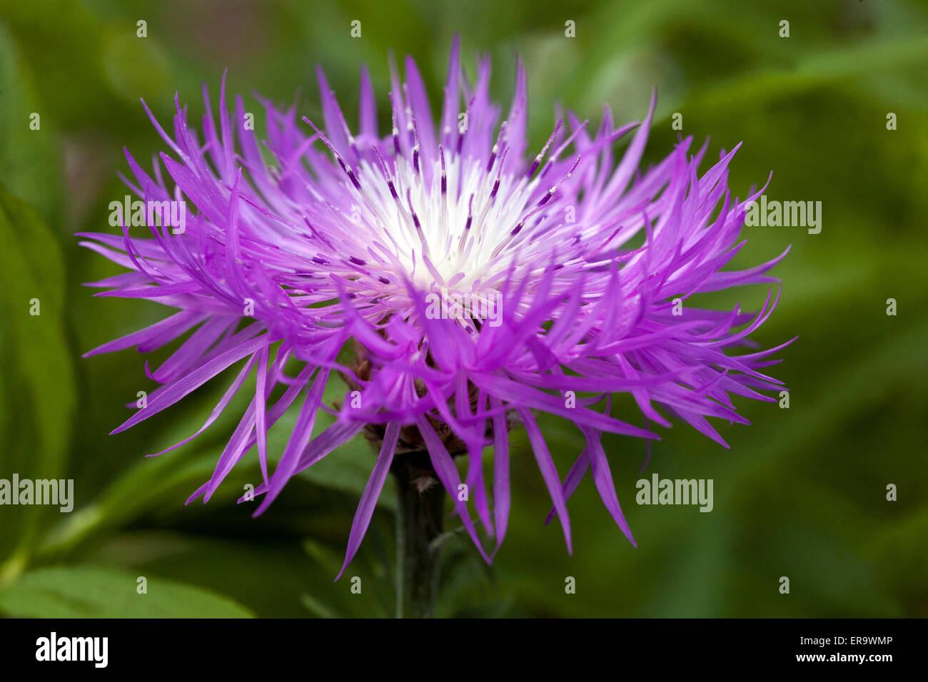 Centaurea dealbata, Persian Cornflower pink close-up flower Stock Photo ...