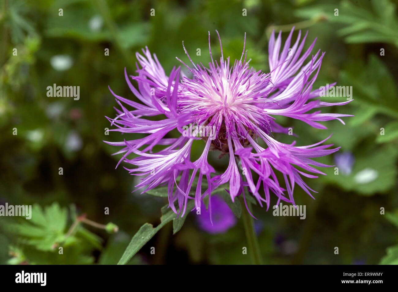 Centaurea dealbata, Persian Cornflower Stock Photo - Alamy