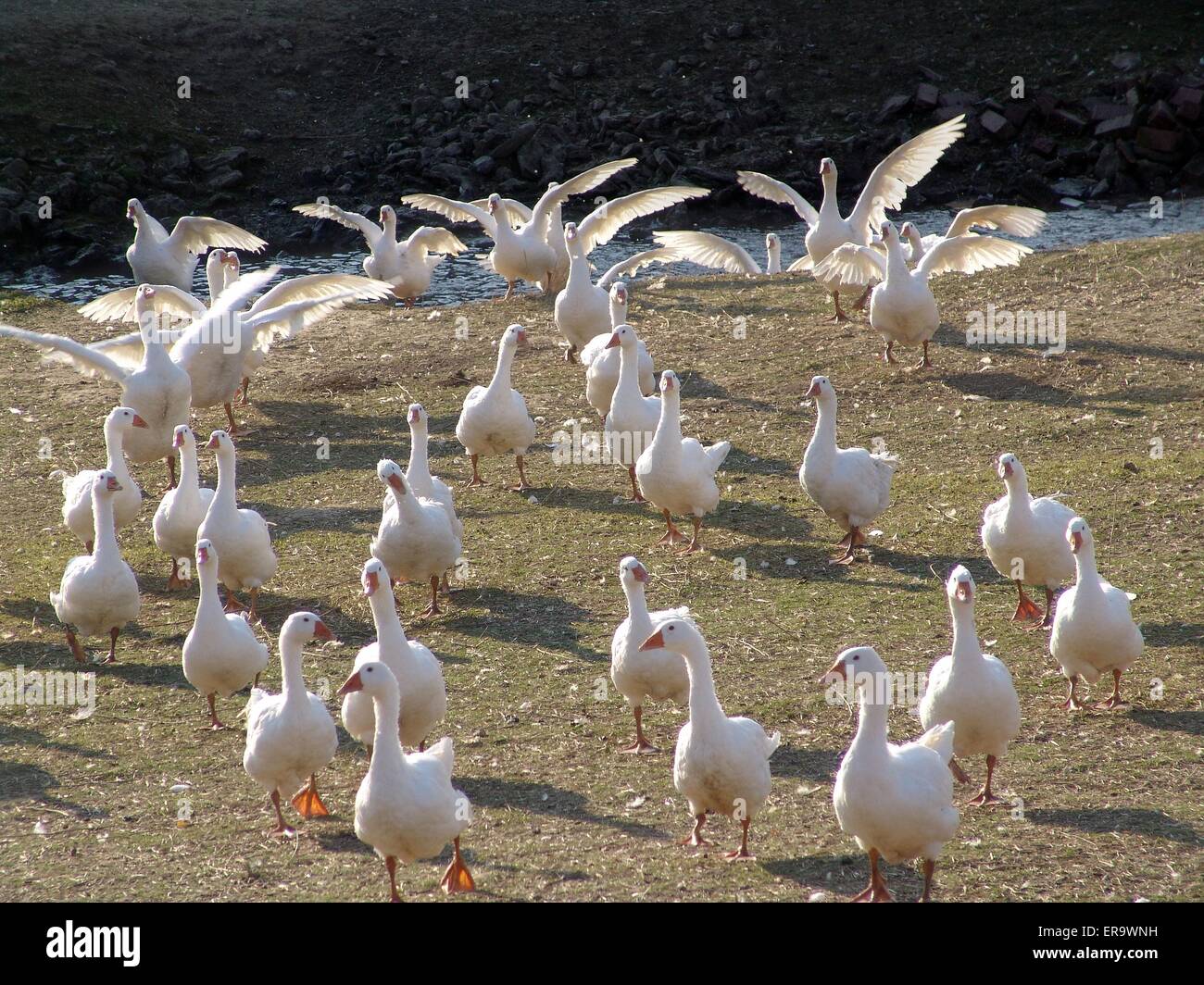 Pet geese hi-res stock photography and images - Alamy