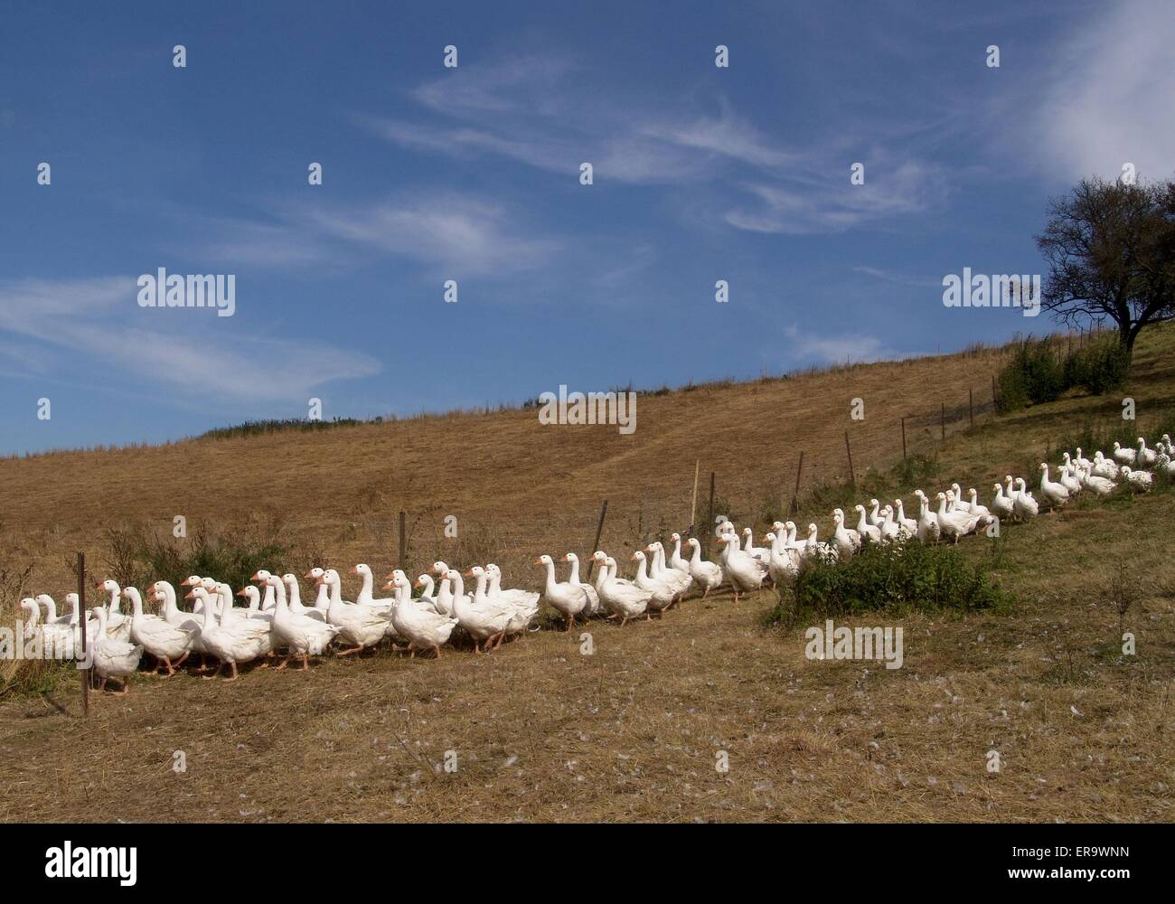 Single file hi-res stock photography and images - Alamy