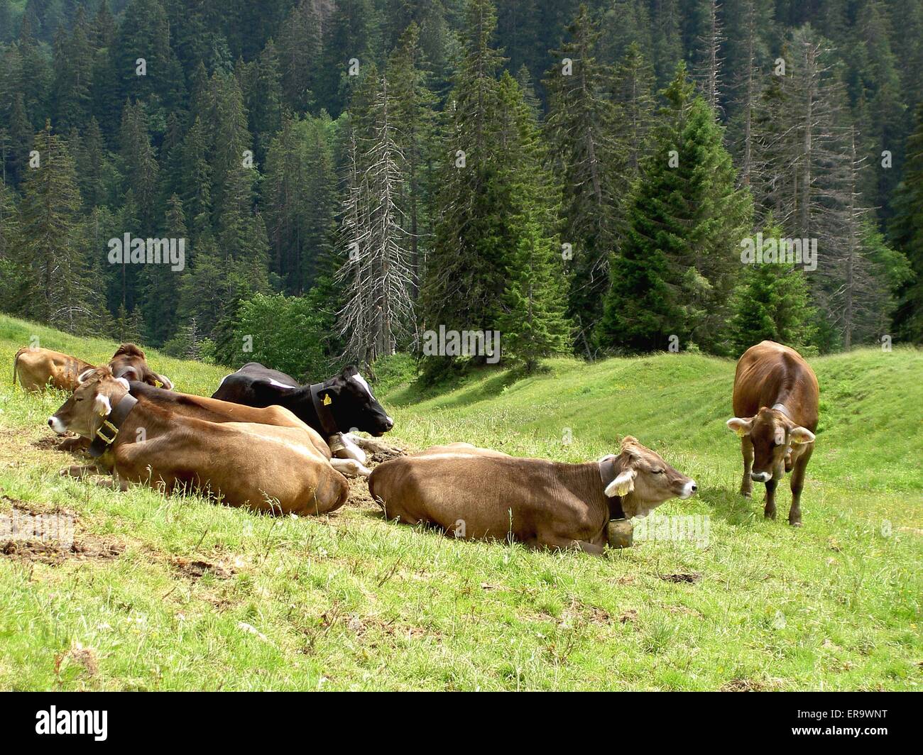 Cows lie hi-res stock photography and images - Alamy
