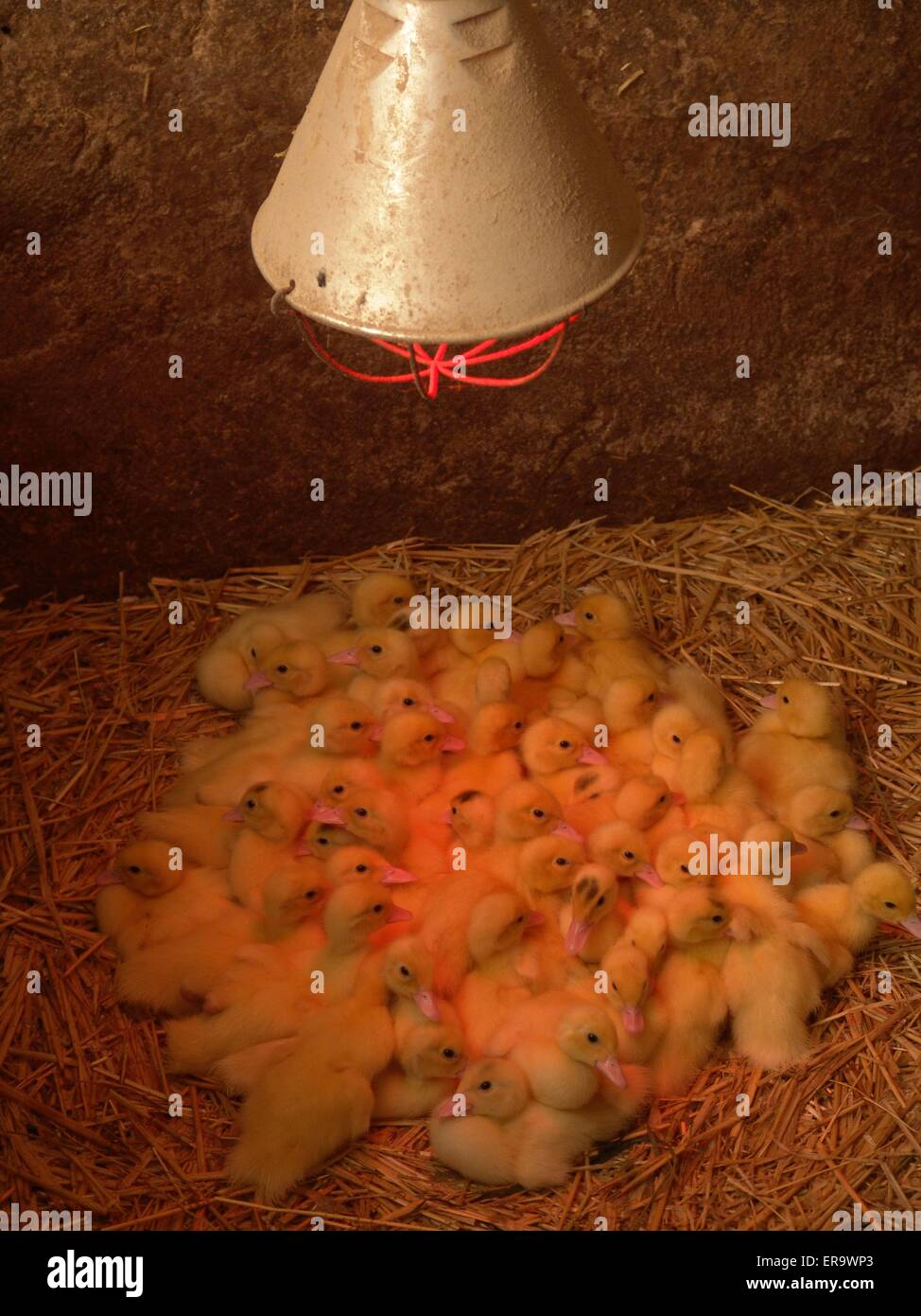 Chicken baby infrared hi-res stock photography and images - Alamy