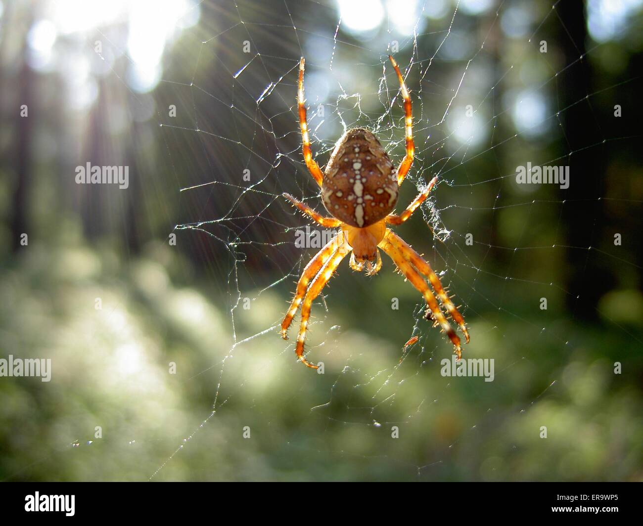 European garden spider Stock Photo - Alamy
