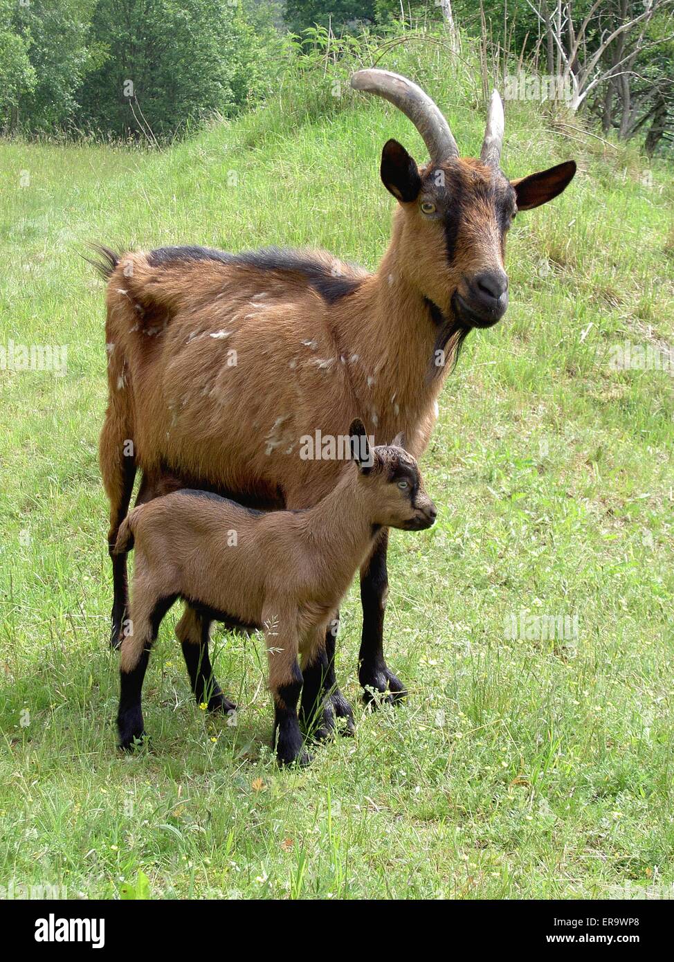 goat & kid Stock Photo - Alamy