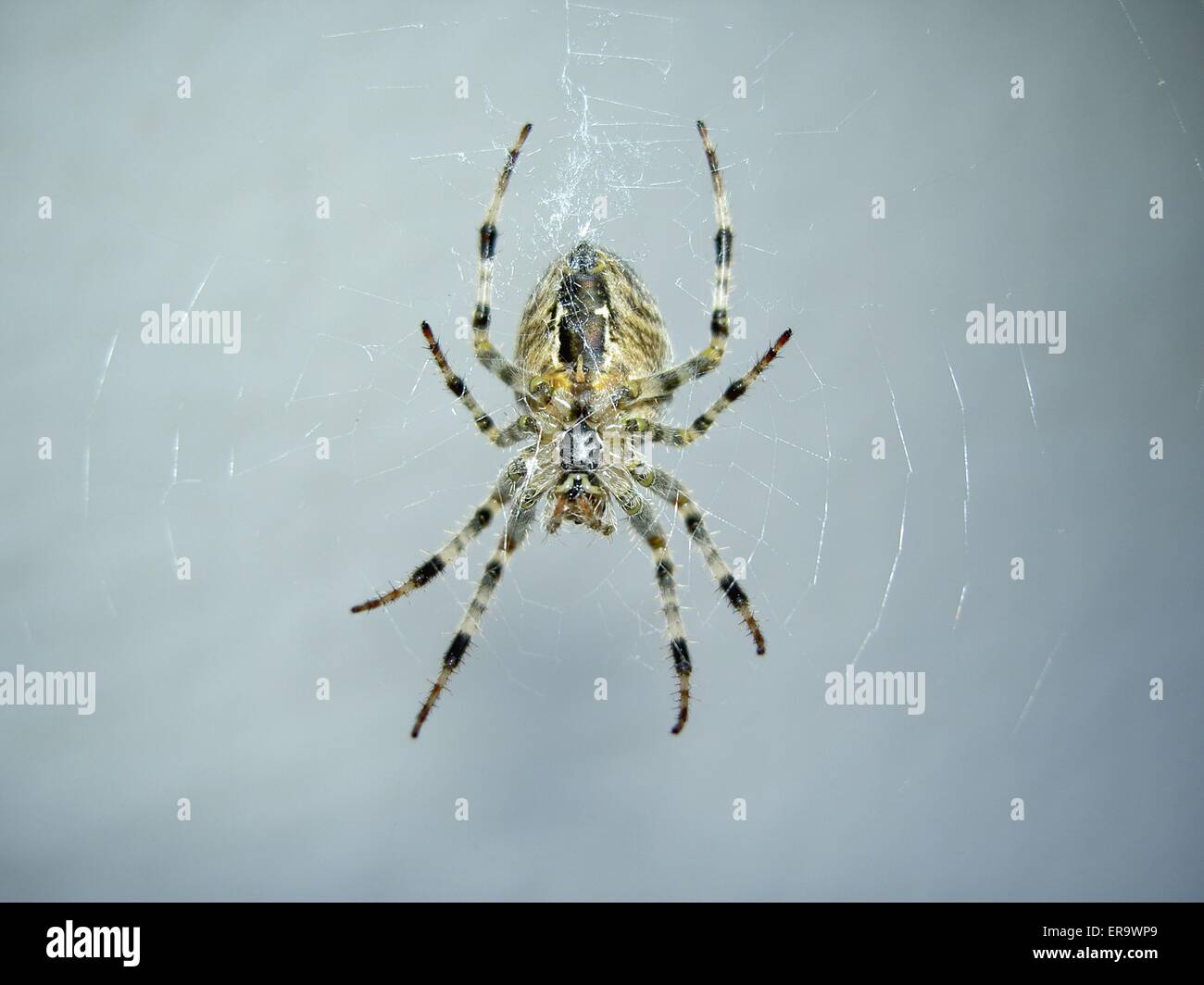 Araneids spiders hi-res stock photography and images - Alamy