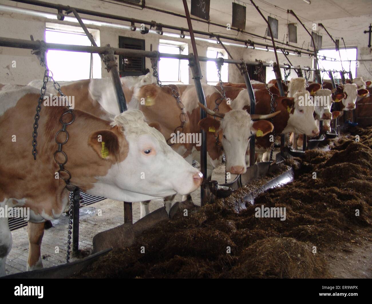 Milkers dairy cows milk cows hi-res stock photography and images - Alamy