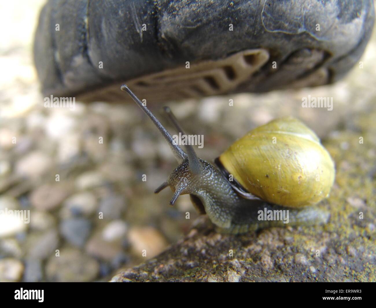 Snail feet hi-res stock photography and images - Alamy