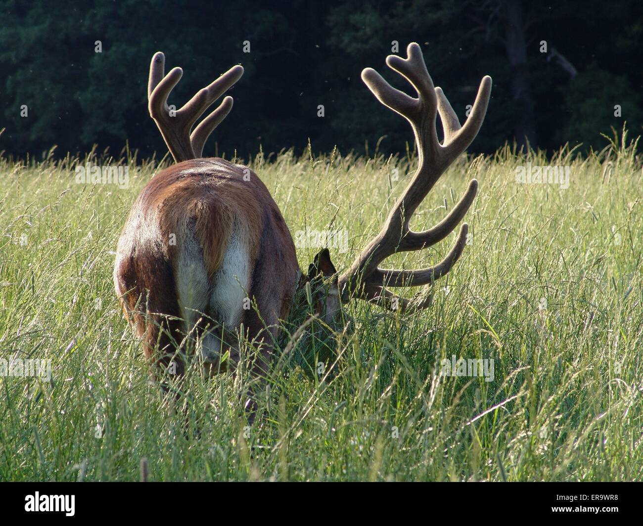 Deer fallow rear view hi-res stock photography and images - Alamy