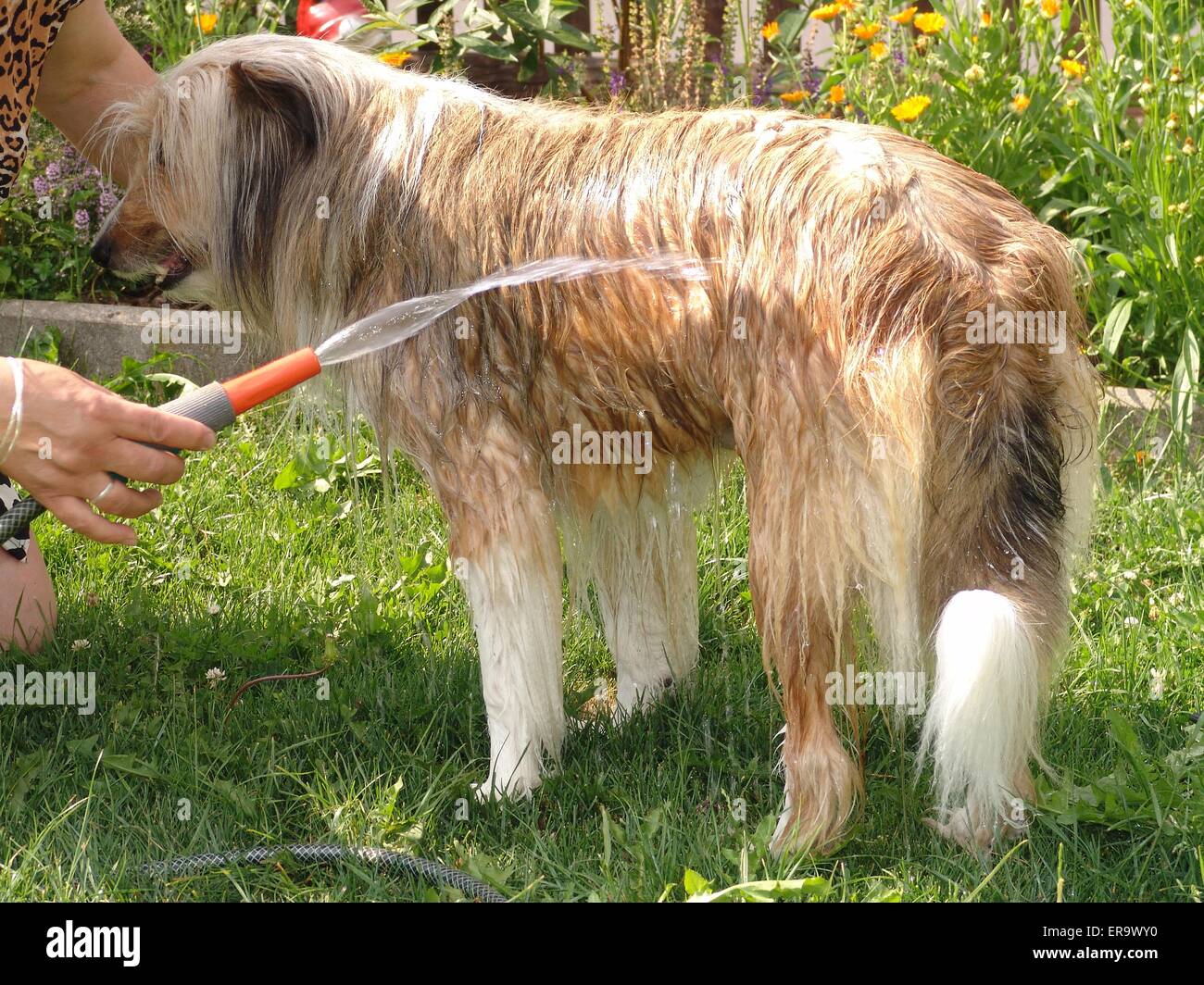 Outdoor dog shower hi-res stock photography and images - Alamy