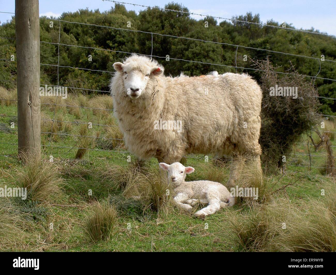 sheep mother with lamb Stock Photo - Alamy