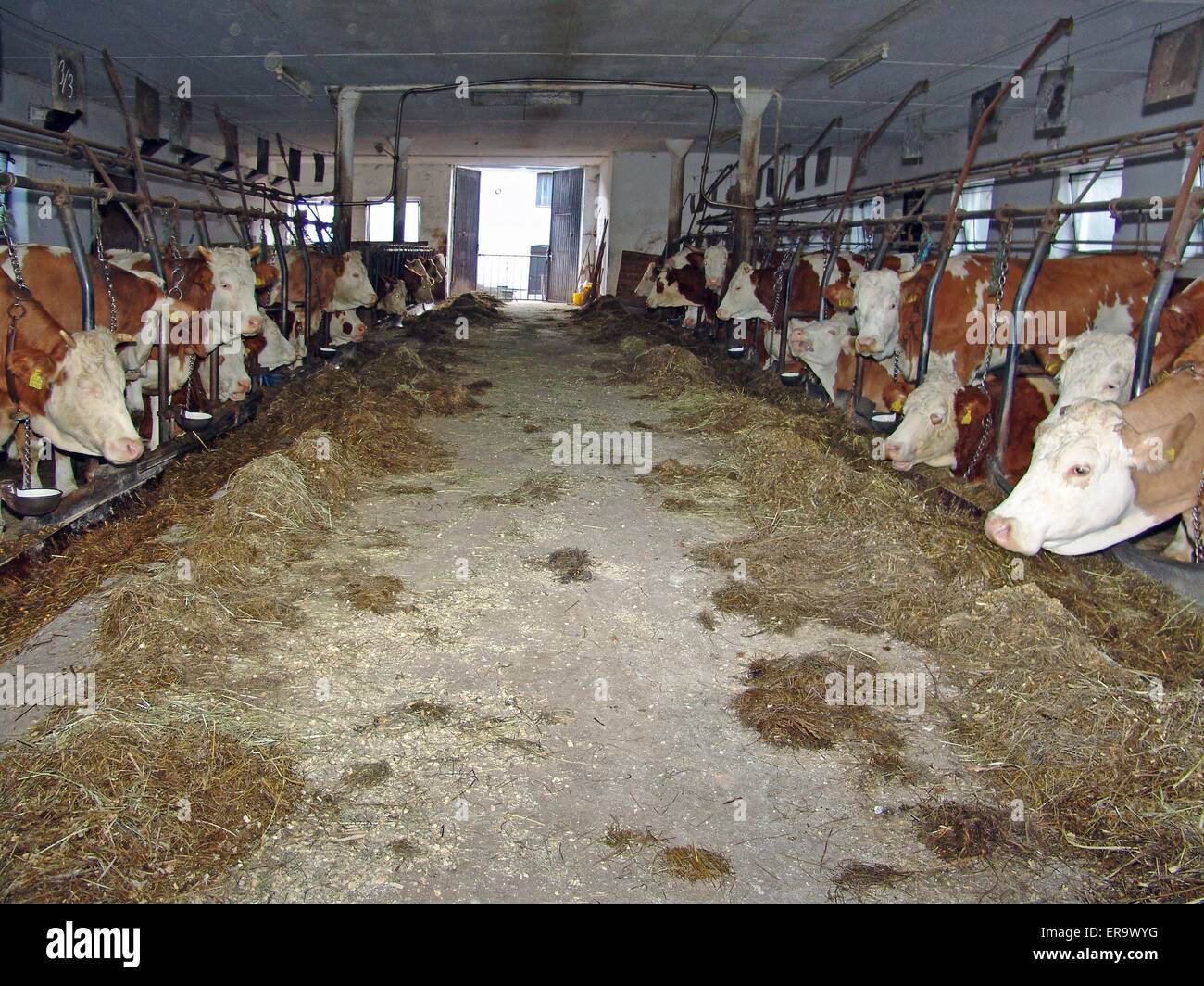 Cowsheds Stock Photos & Cowsheds Stock Images - Alamy