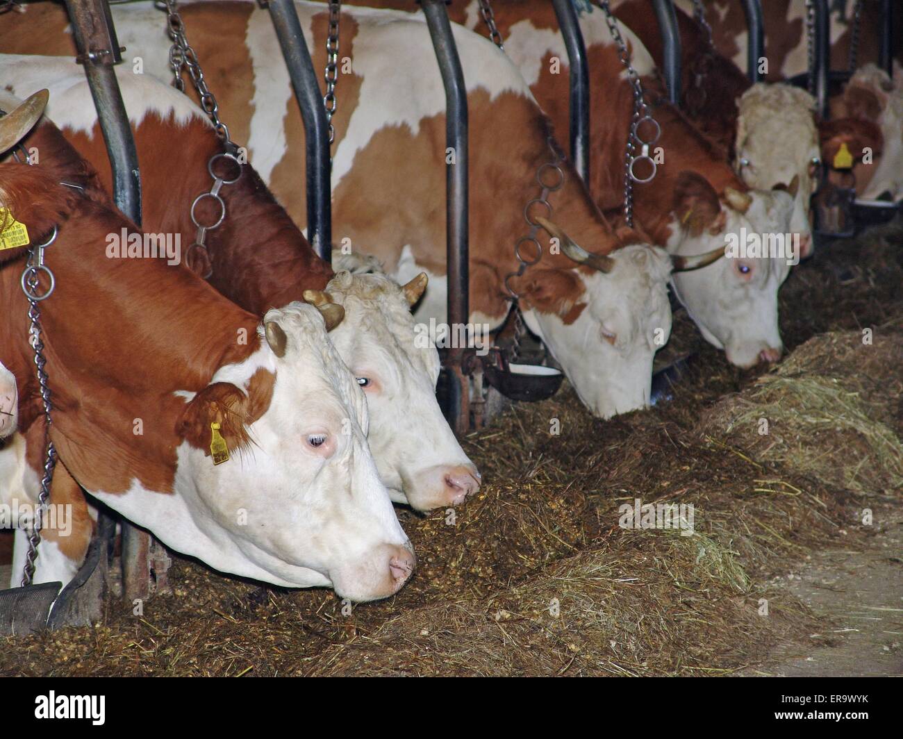 Milkers dairy cows milk cows hi-res stock photography and images - Alamy
