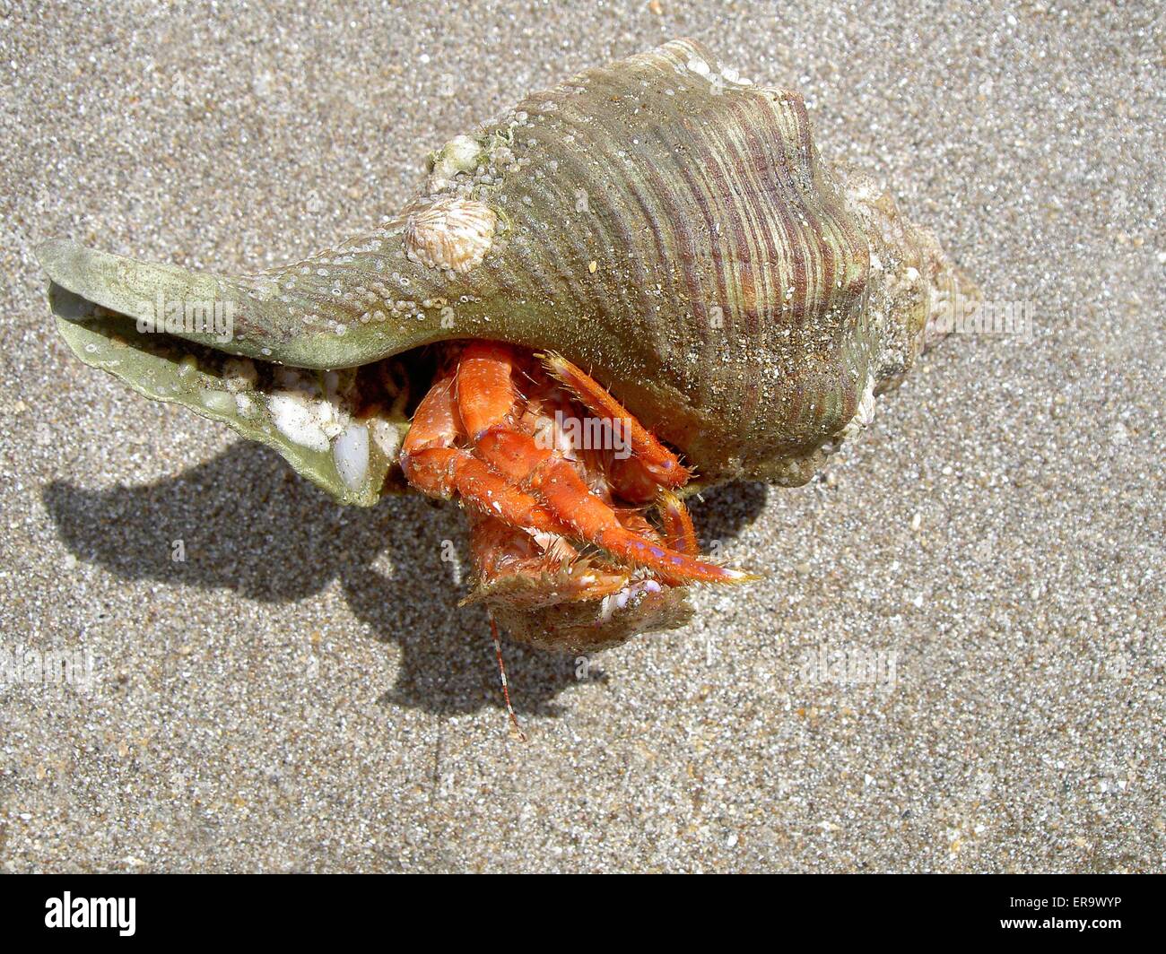 Hermit sand hi-res stock photography and images - Alamy