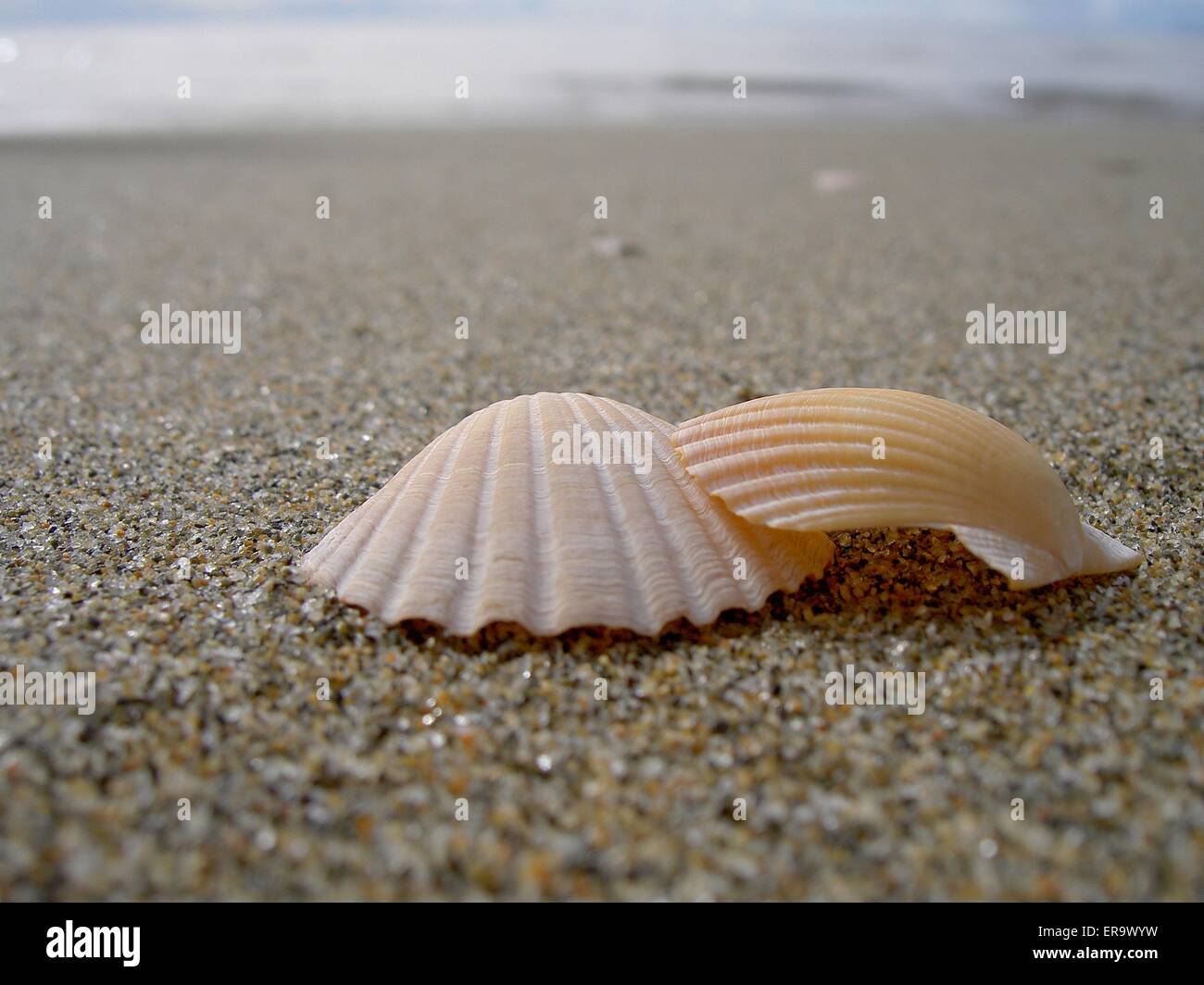 Two scallop shells hi-res stock photography and images - Alamy