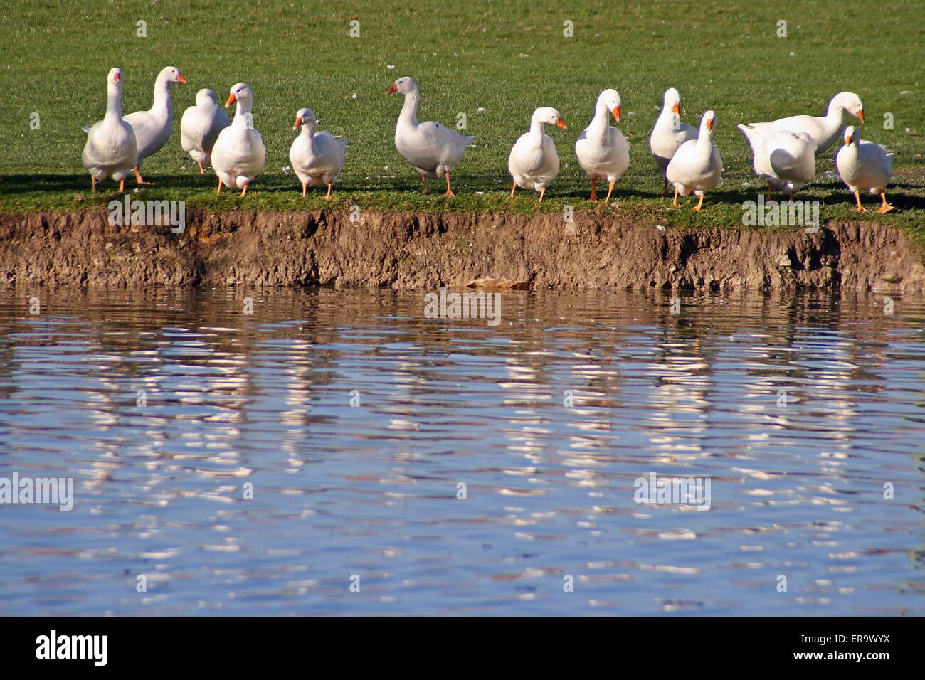 Goose keeping hi-res stock photography and images - Alamy