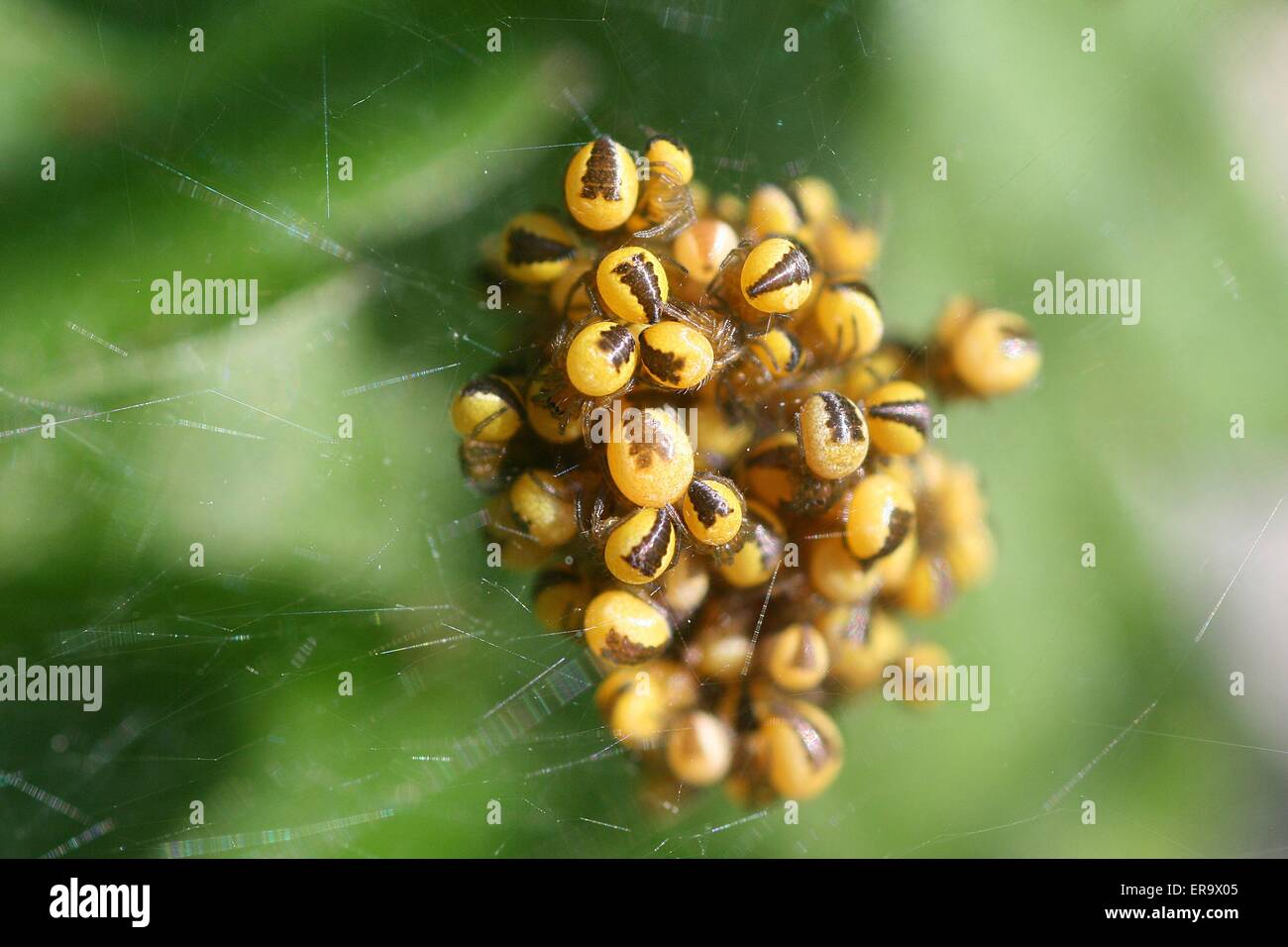 Arachnid spiders arthropods hi-res stock photography and images - Alamy