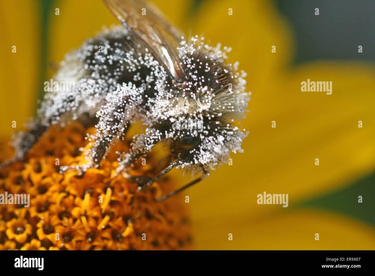 Bumble bee foraging hi-res stock photography and images - Alamy