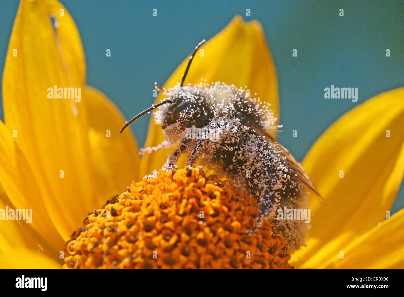 Bumble bee side view hi-res stock photography and images - Alamy