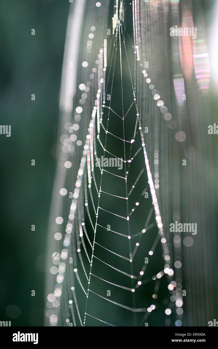 Outside cobweb hi-res stock photography and images - Alamy