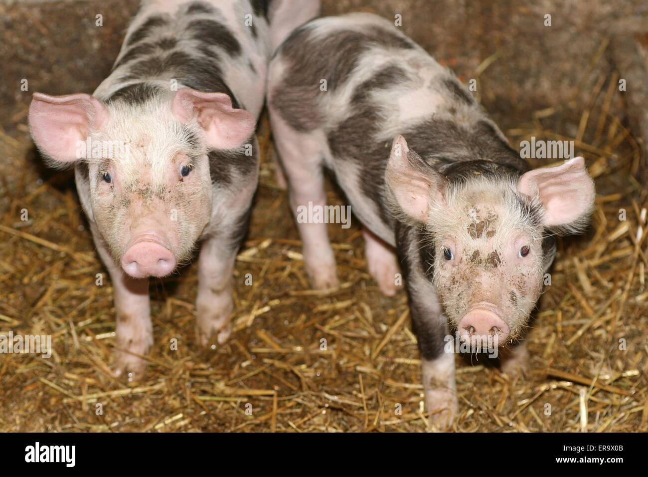Pietrain pigs hi-res stock photography and images - Alamy