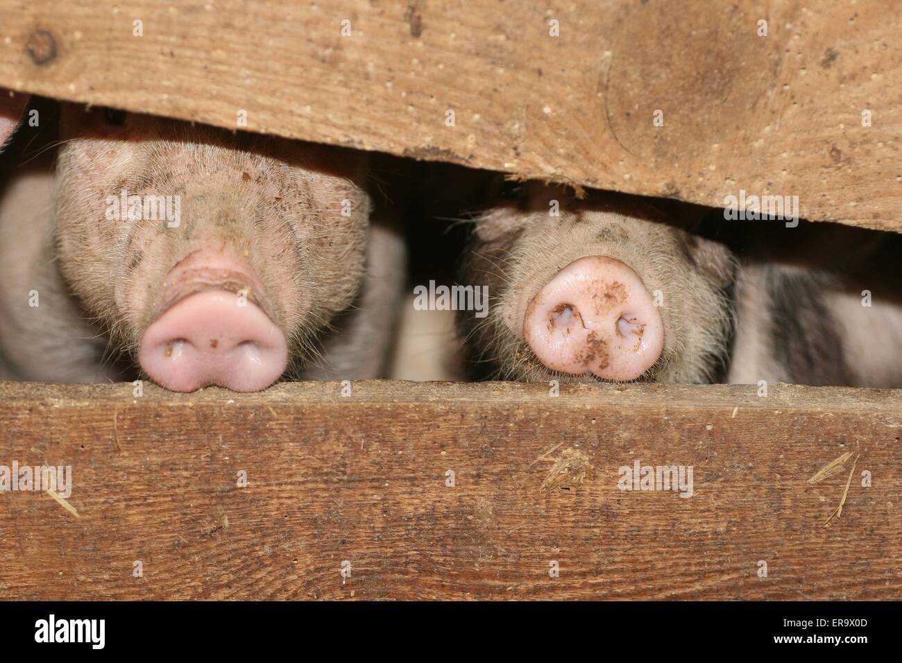 Piétrain hi-res stock photography and images - Alamy